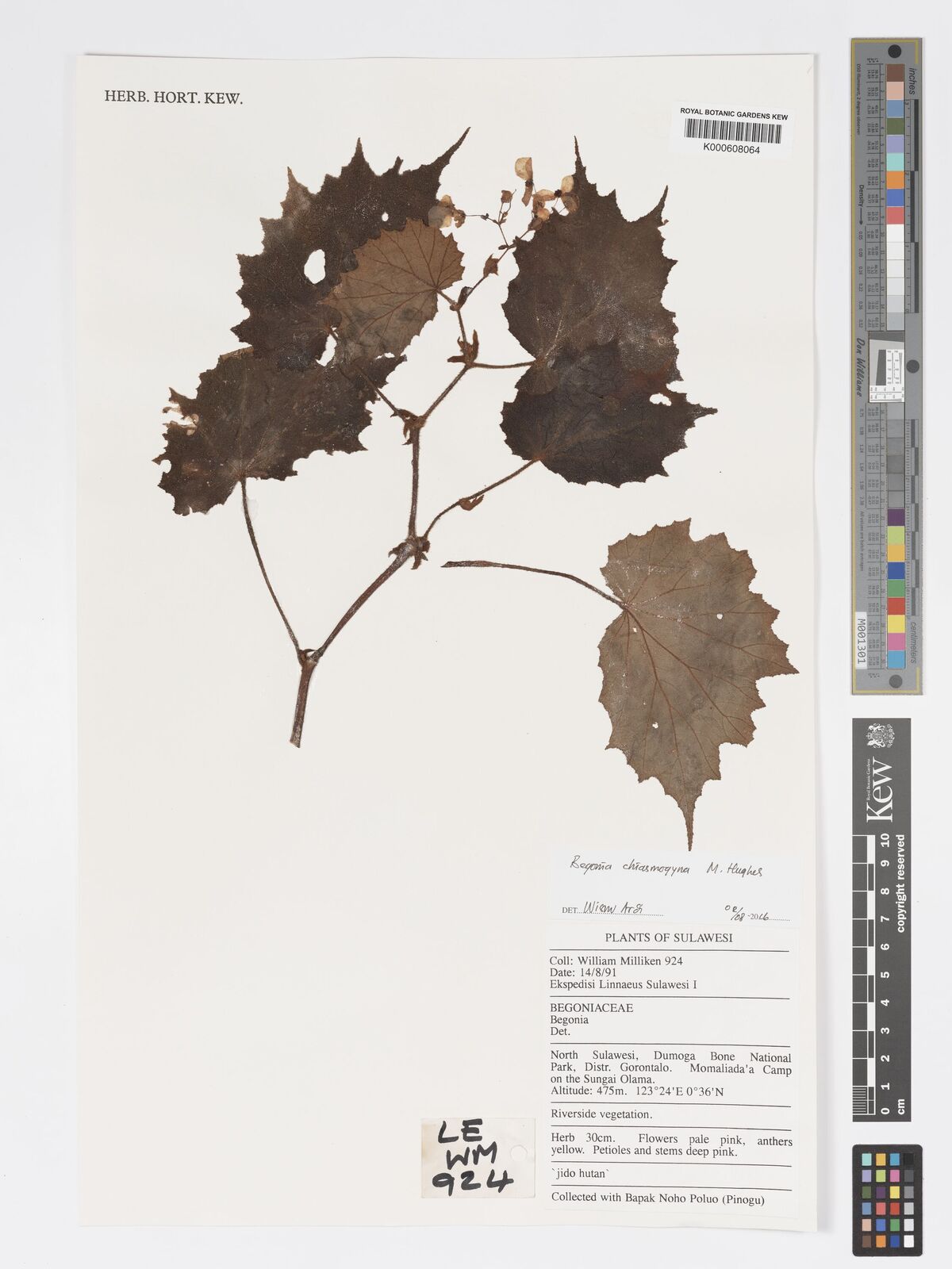 Begonia chiasmogyna M.Hughes | Plants of the World Online | Kew Science