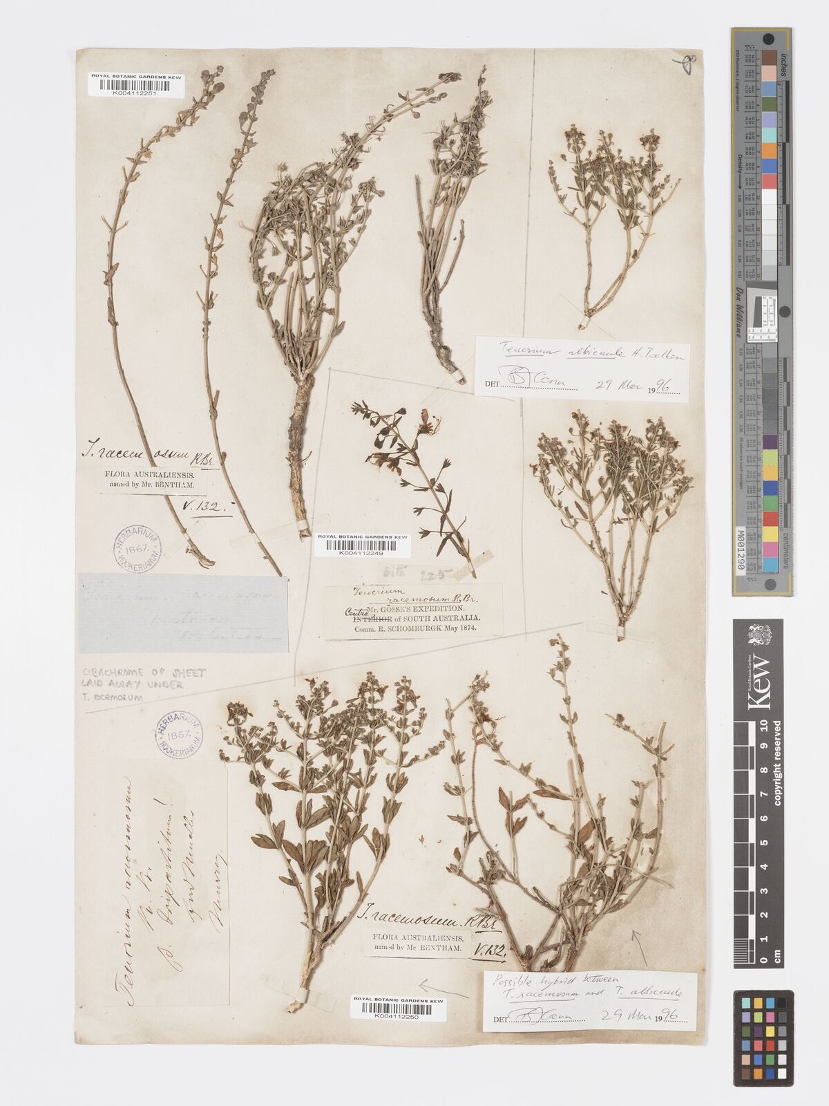 Teucrium albicaule Toelken | Plants of the World Online | Kew Science