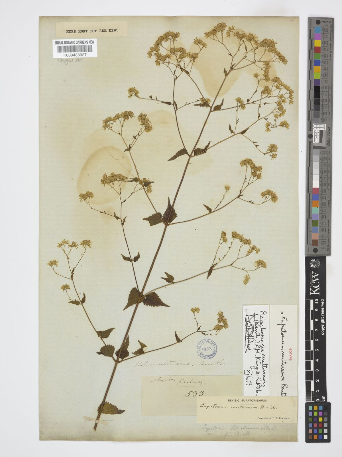 Fleischmannia multinervis (Benth.) R.M.King & H.Rob. | Plants of the ...