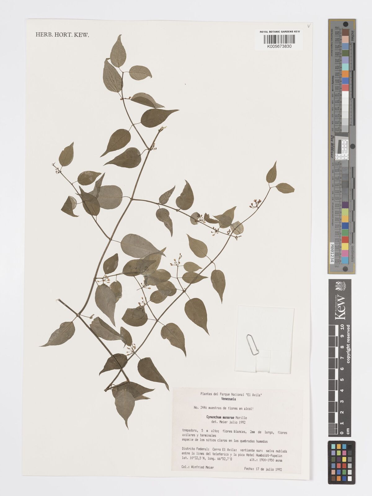 Tassadia manarae (Morillo) Liede & Meve | Plants of the World Online ...