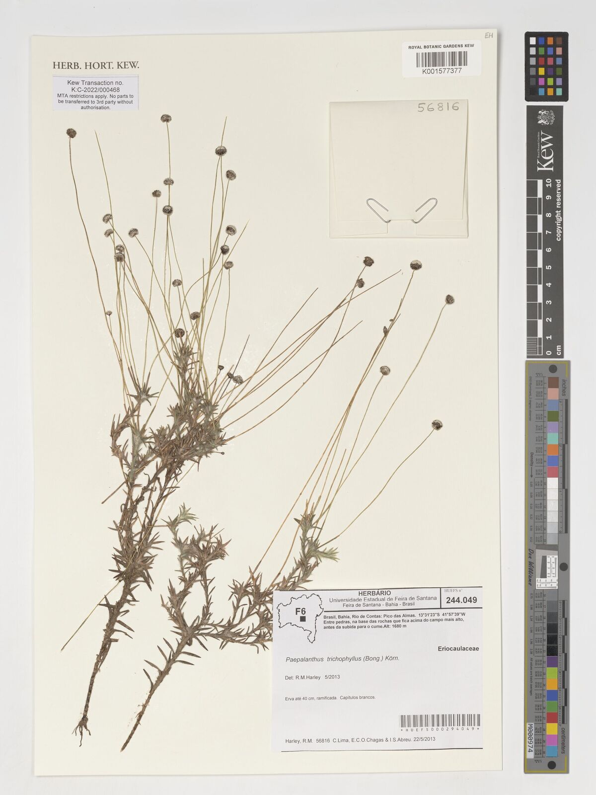 Paepalanthus trichophyllus (Bong.) Körn. | Plants of the World Online ...