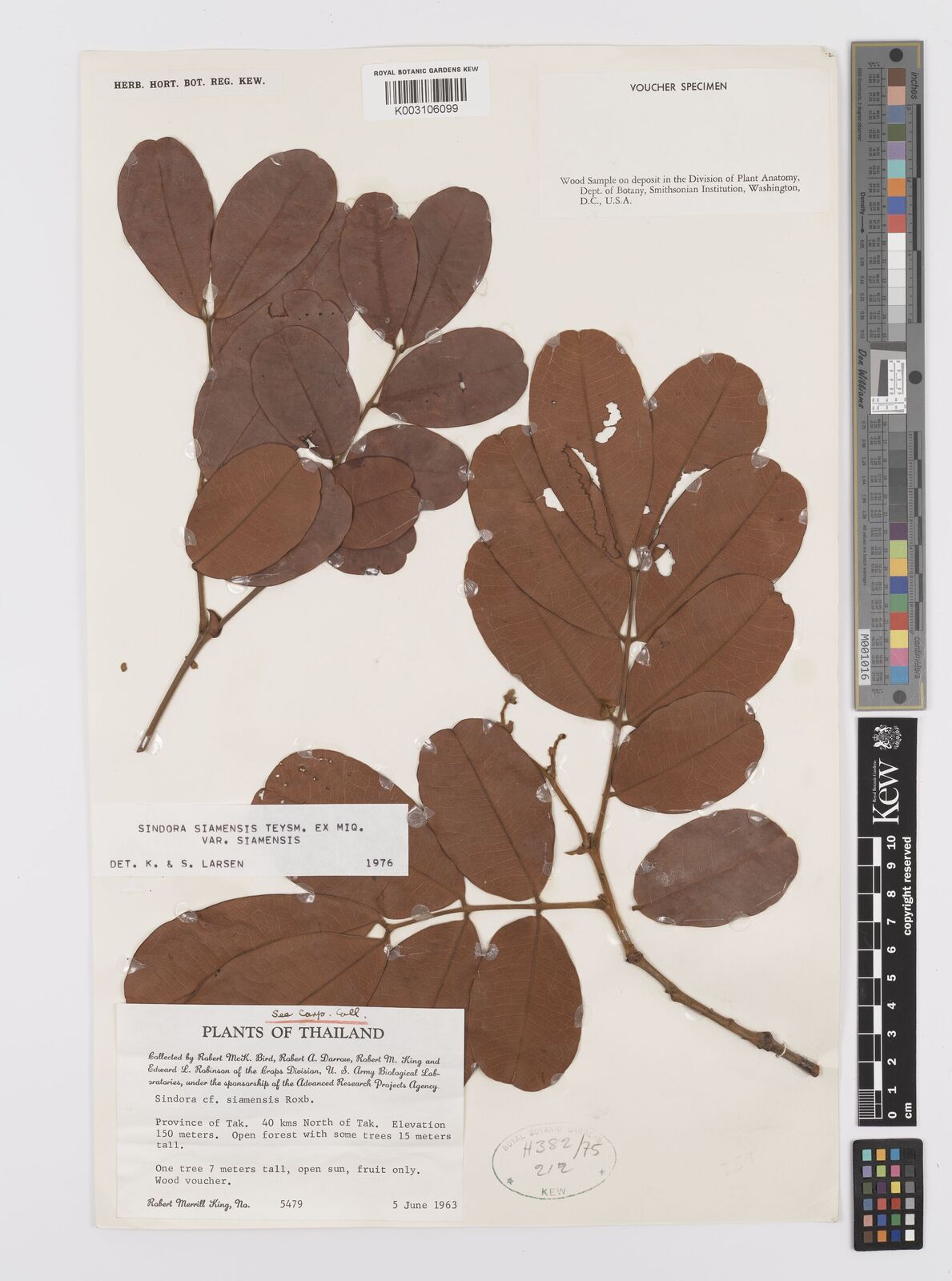 Sindora siamensis var. siamensis | Plants of the World Online | Kew Science