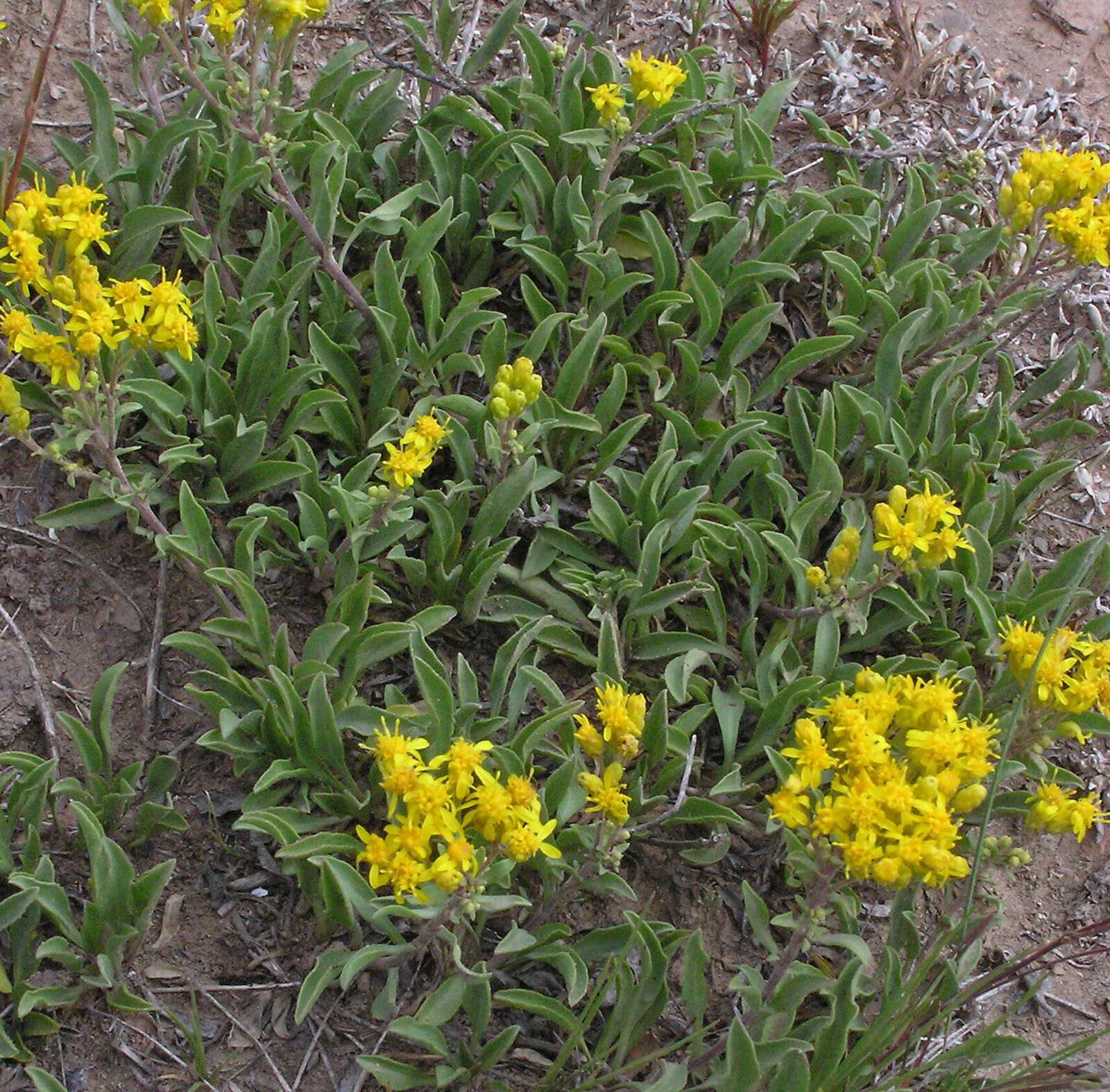 Solidago simplex Kunth | Plants of the World Online | Kew Science