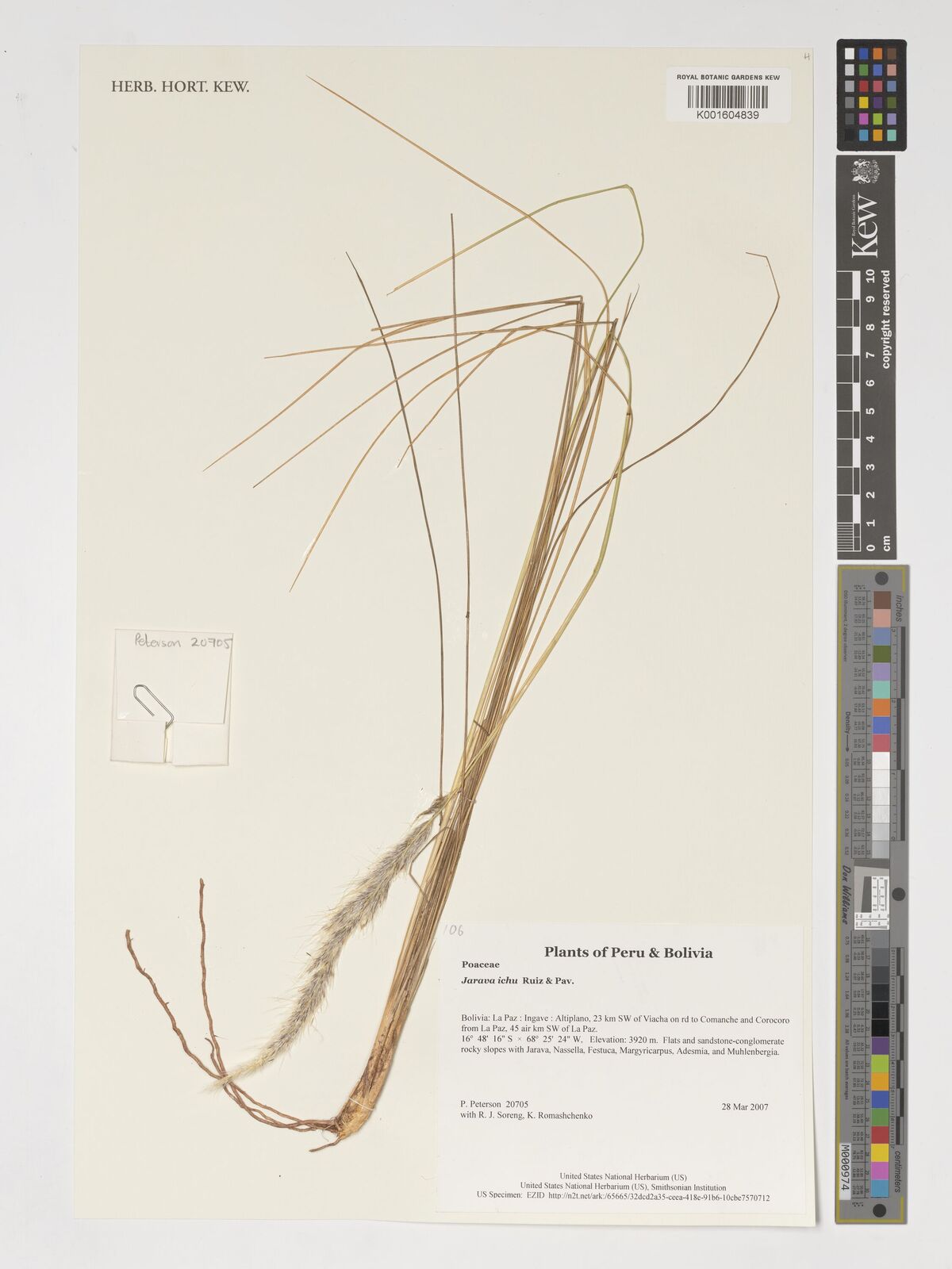 Jarava ichu Ruiz & Pav. | Plants of the World Online | Kew Science