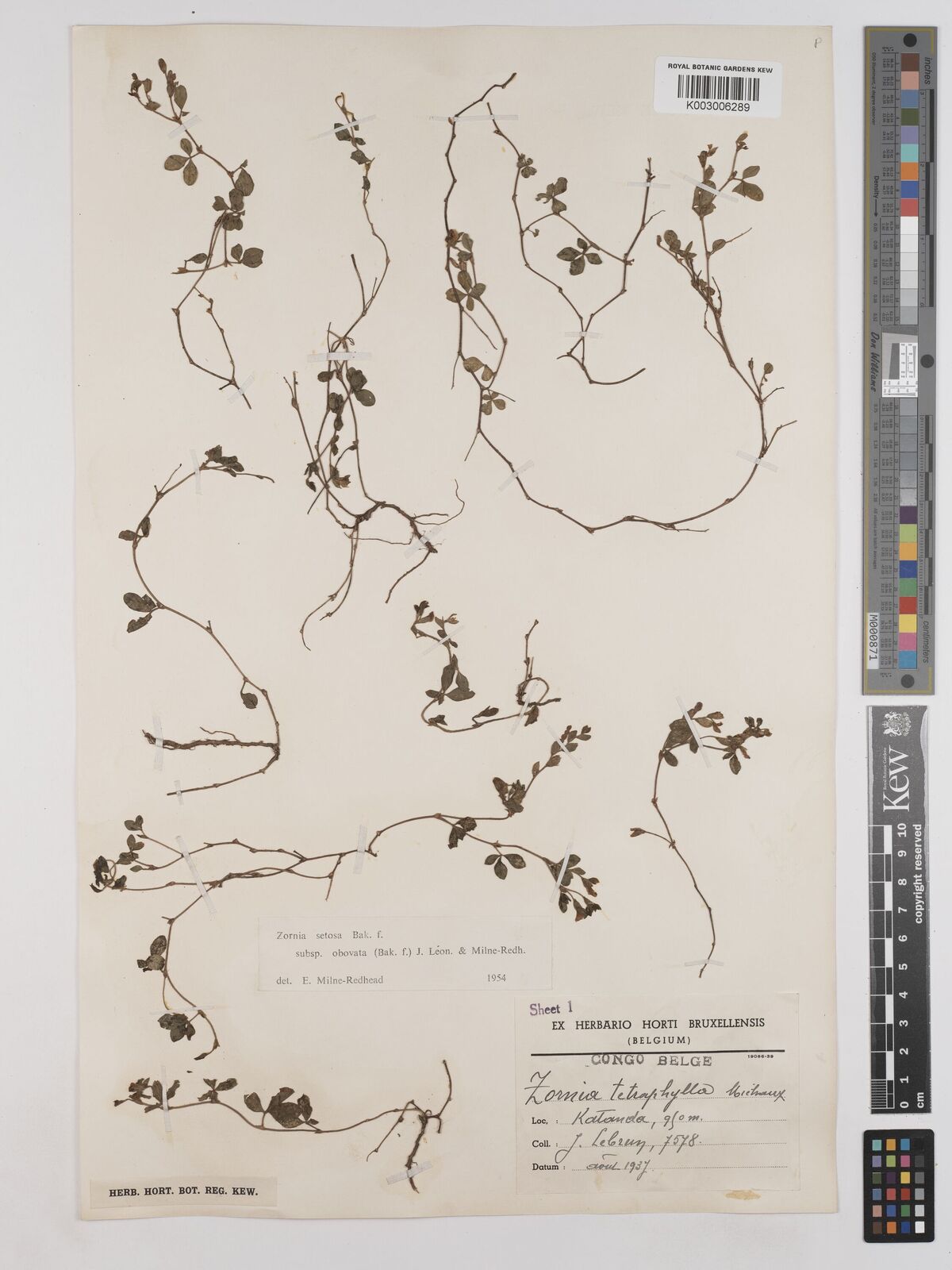 Zornia setosa subsp. obovata (Baker f.) J.Léonard & Milne-Redh ...