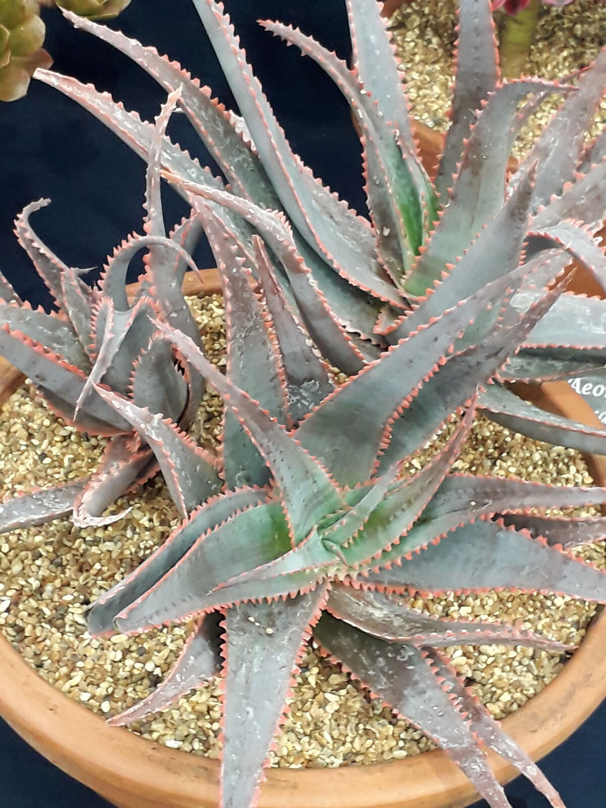 Aloe aculeata Pole-Evans | Plants of the World Online | Kew Science
