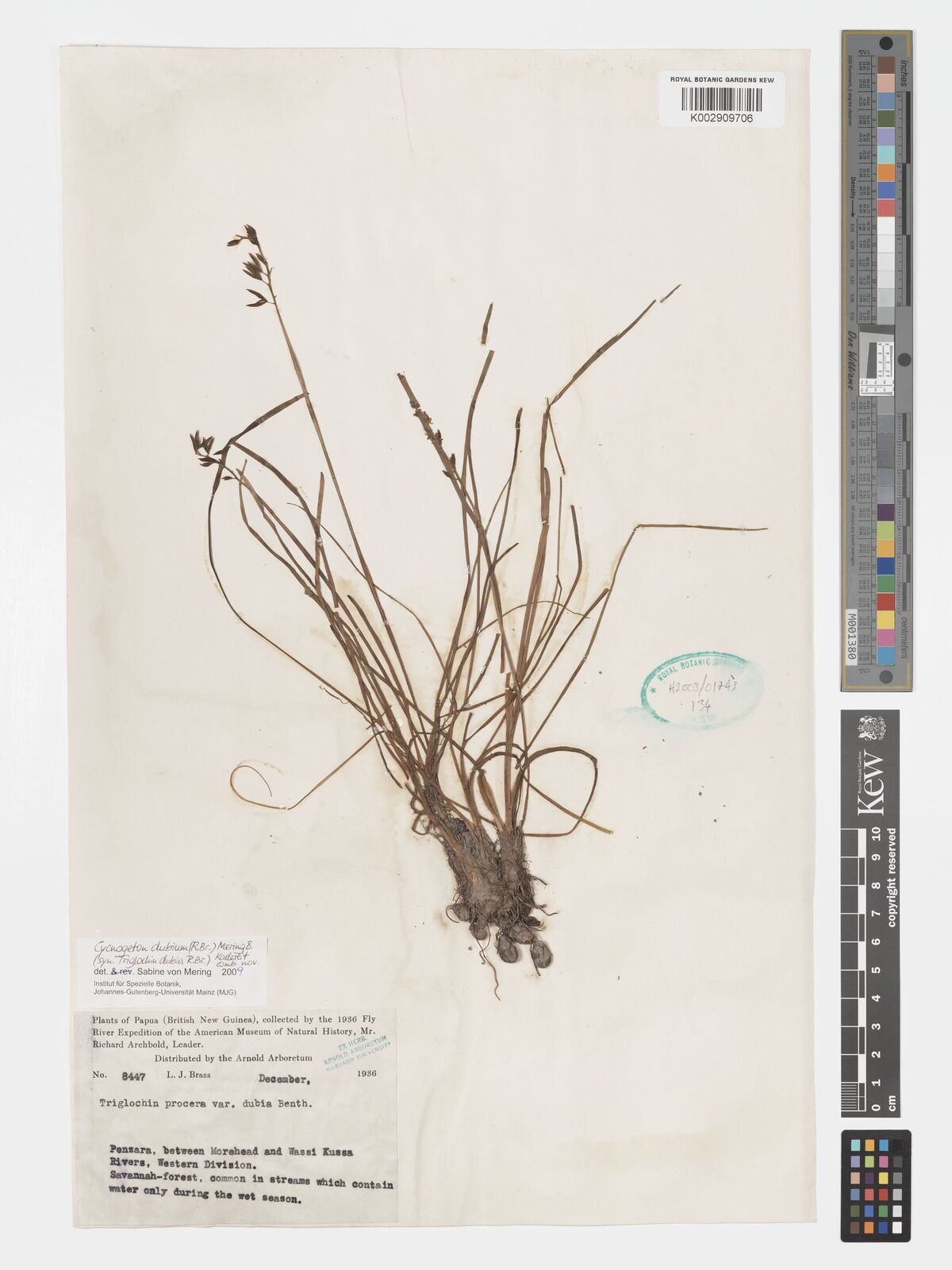 Cycnogeton dubius (R.Br.) Mering & Kadereit | Plants of the World ...