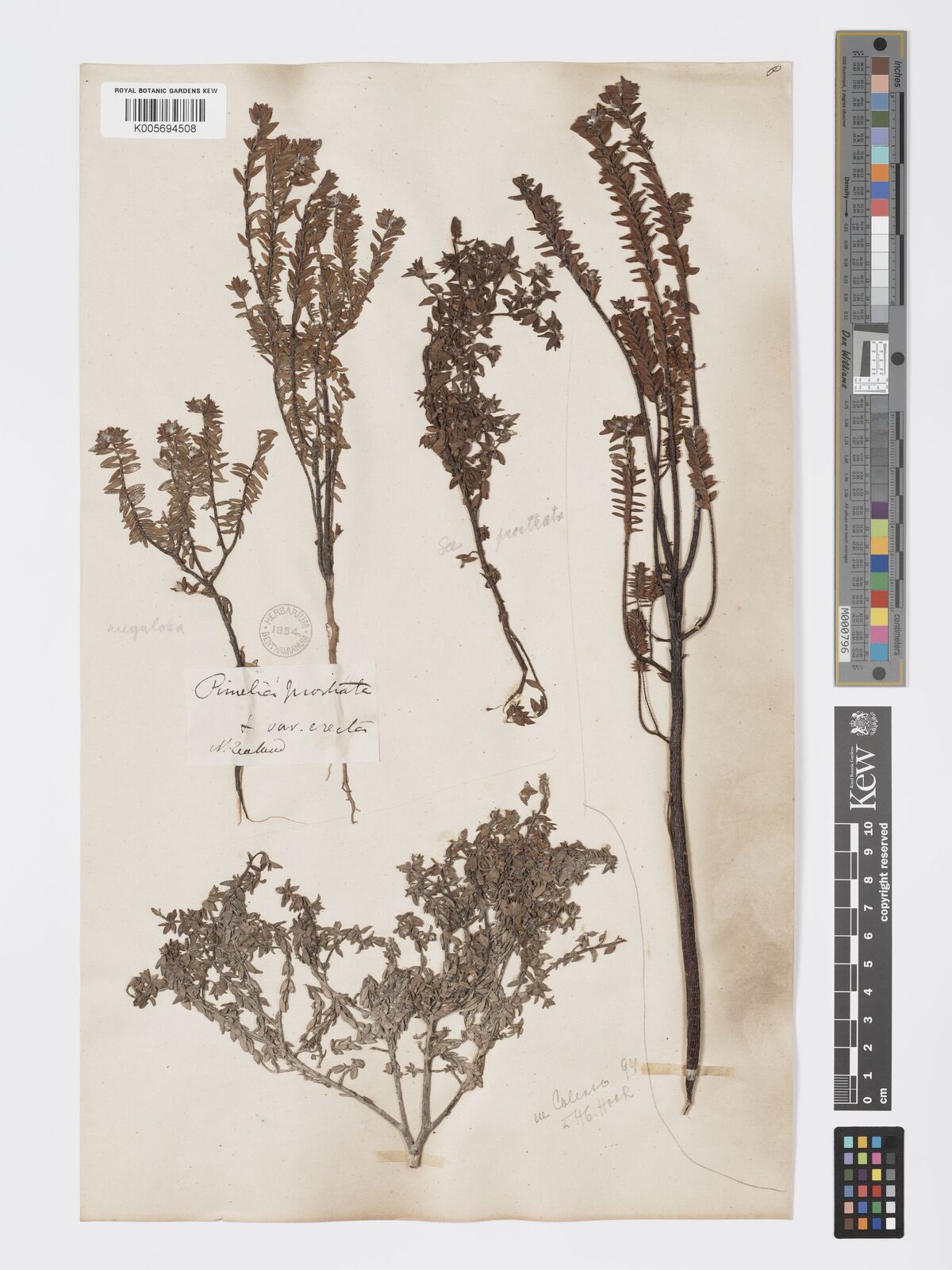 Pimelea orthia subsp. orthia | Plants of the World Online | Kew Science