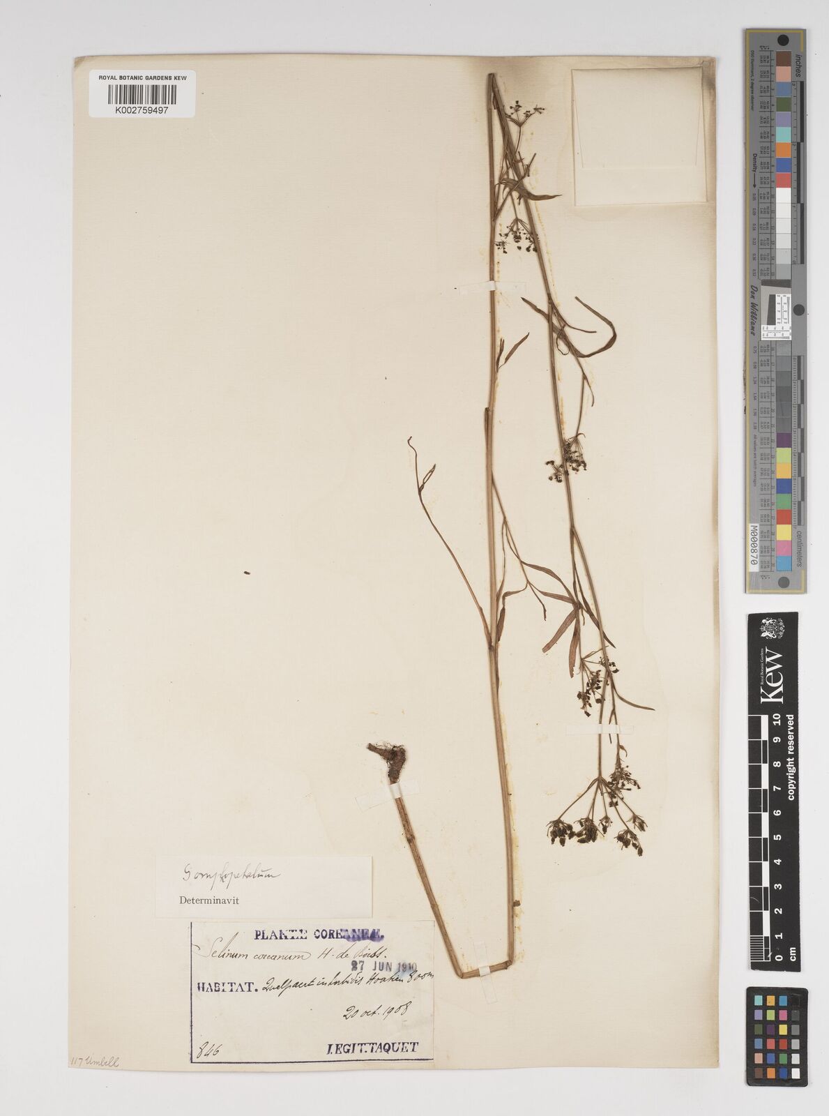 Angelica polymorpha Maxim. | Plants of the World Online | Kew Science