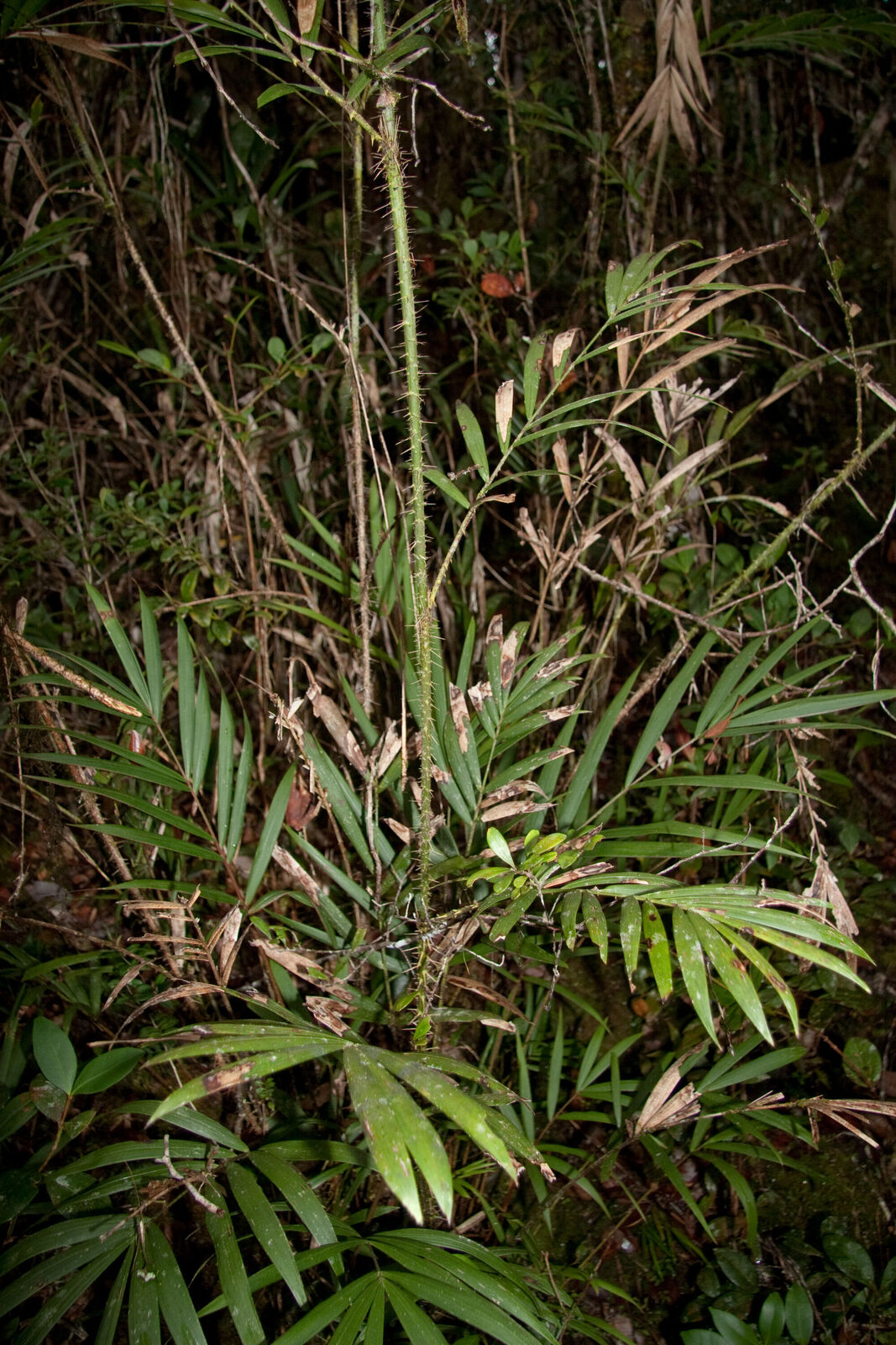 Calamus depauperatus Ridl. | Plants of the World Online | Kew Science