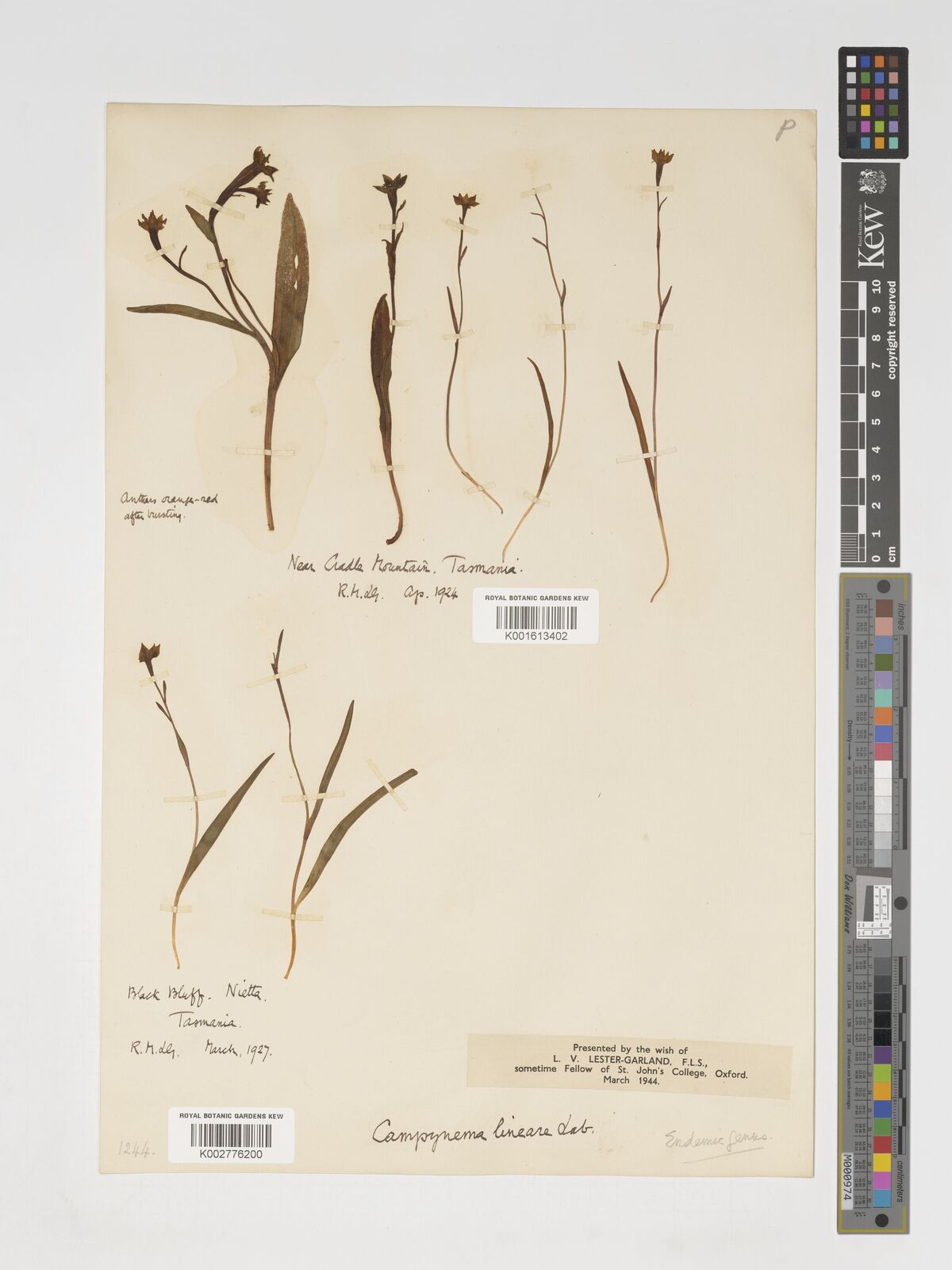 Campynema lineare Labill. | Plants of the World Online | Kew Science