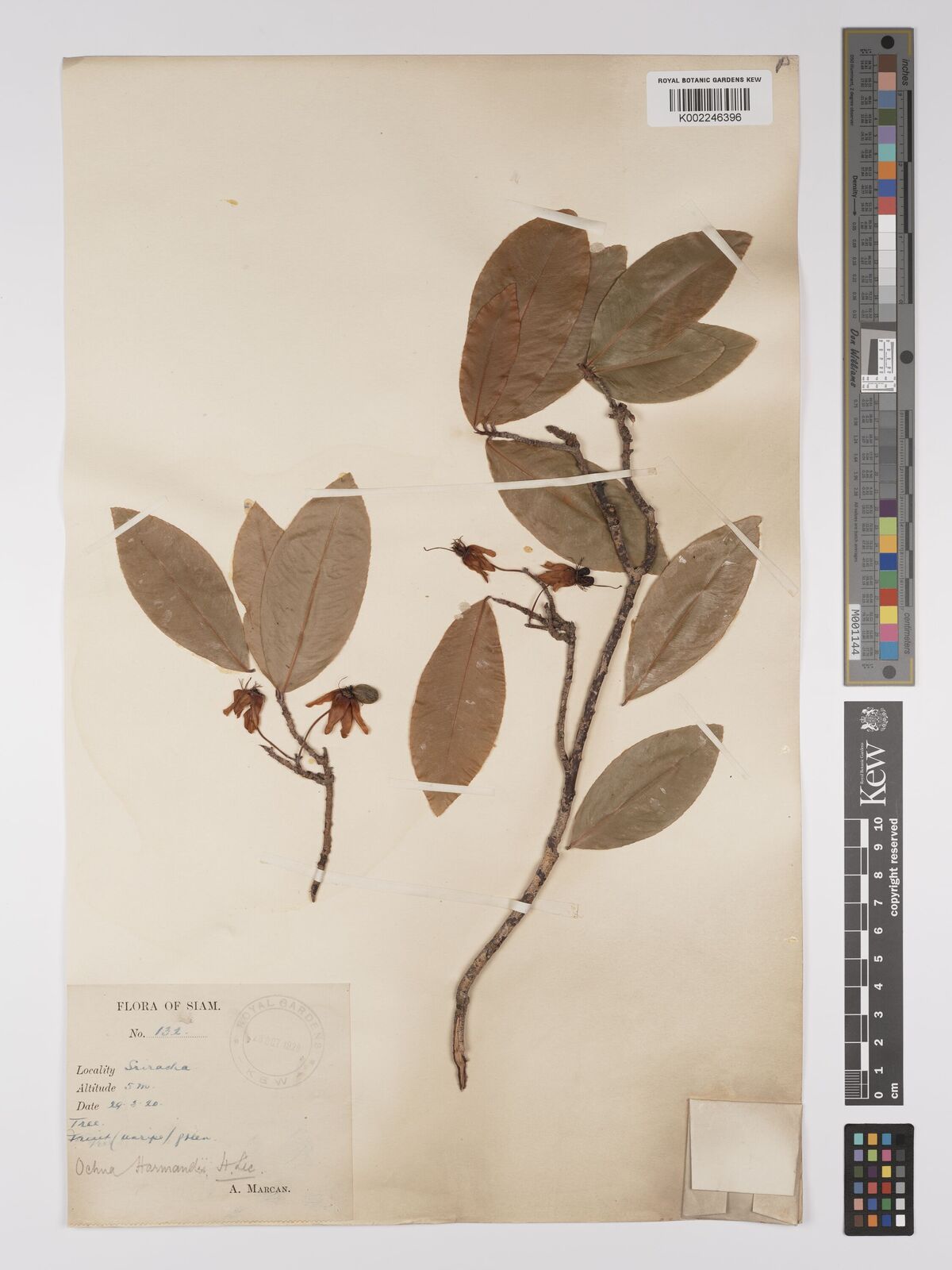 Ochna integerrima (Lour.) Merr. | Plants of the World Online | Kew Science
