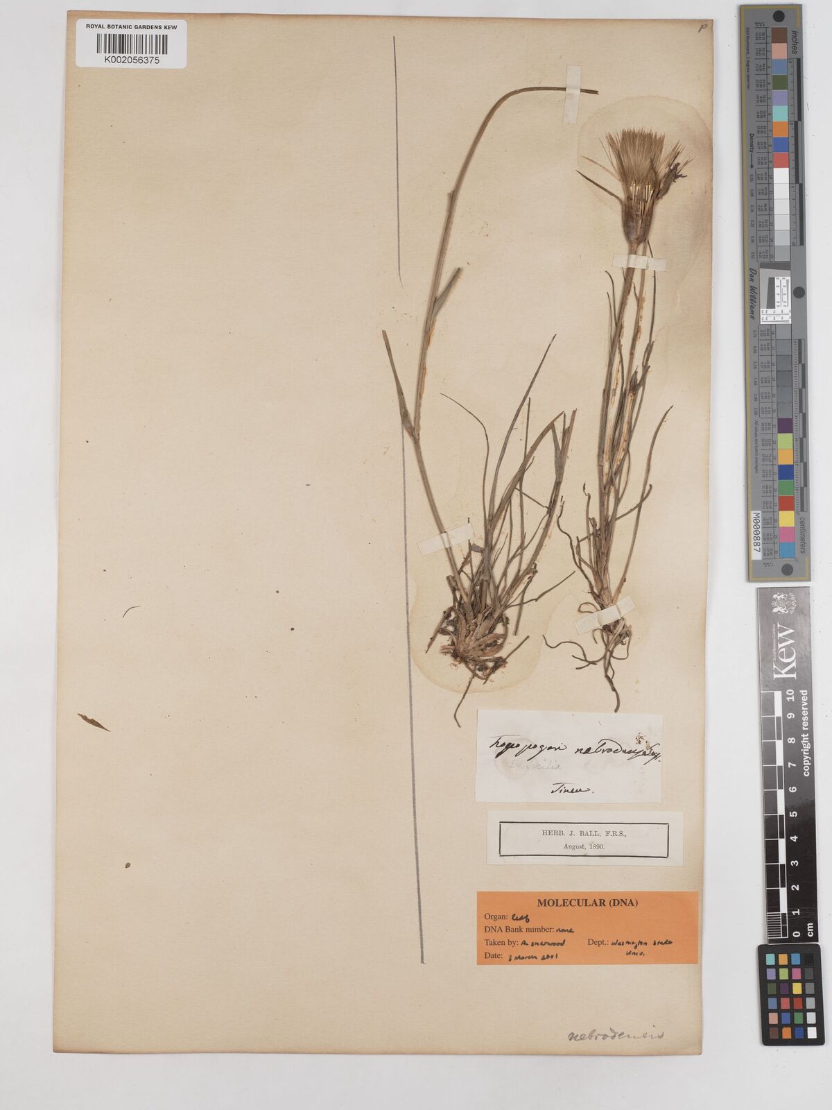 Tragopogon crocifolius subsp. nebrodensis (Guss.) Raimondo | Plants of ...