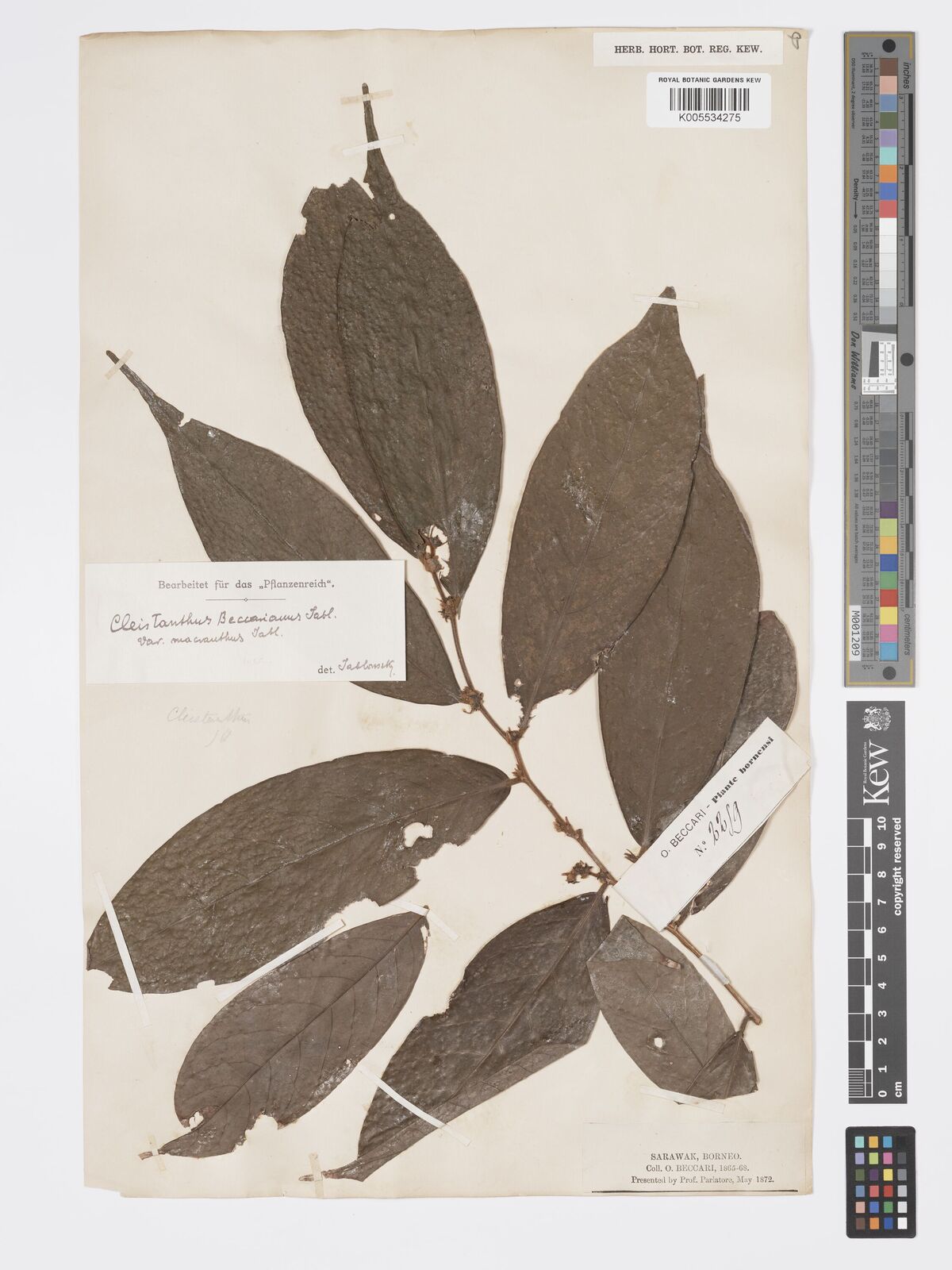 Cleistanthus beccarianus Jabl. | Plants of the World Online | Kew Science