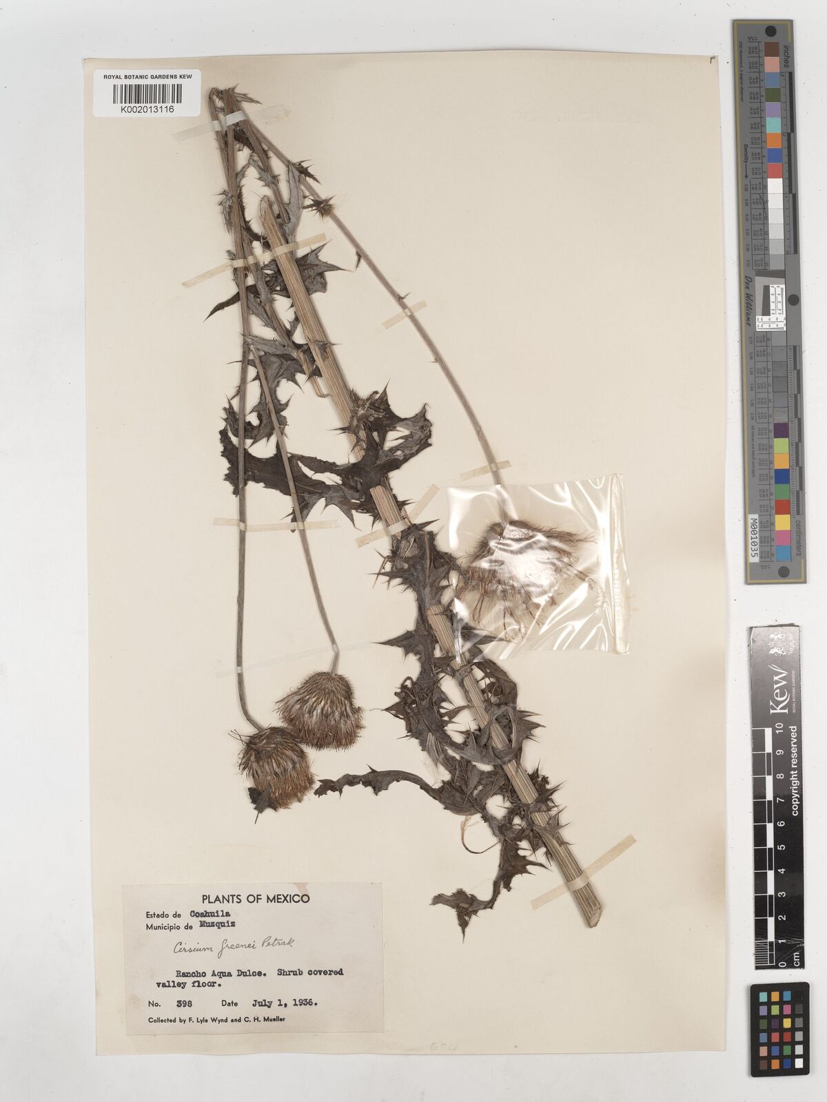 Cirsium greenei Petr. | Plants of the World Online | Kew Science