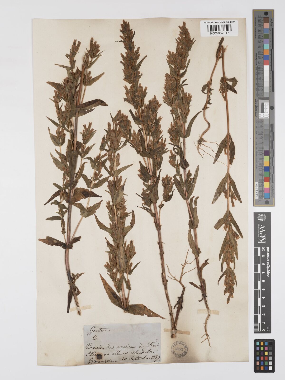 Gentianella amarella subsp. acuta (Michx.) J.M.Gillett | Plants of the ...