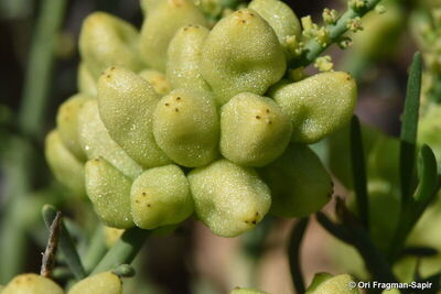Ochradenus arabicus Chaudhary, Hillc. & A.G.Mill. | Plants of the World ...