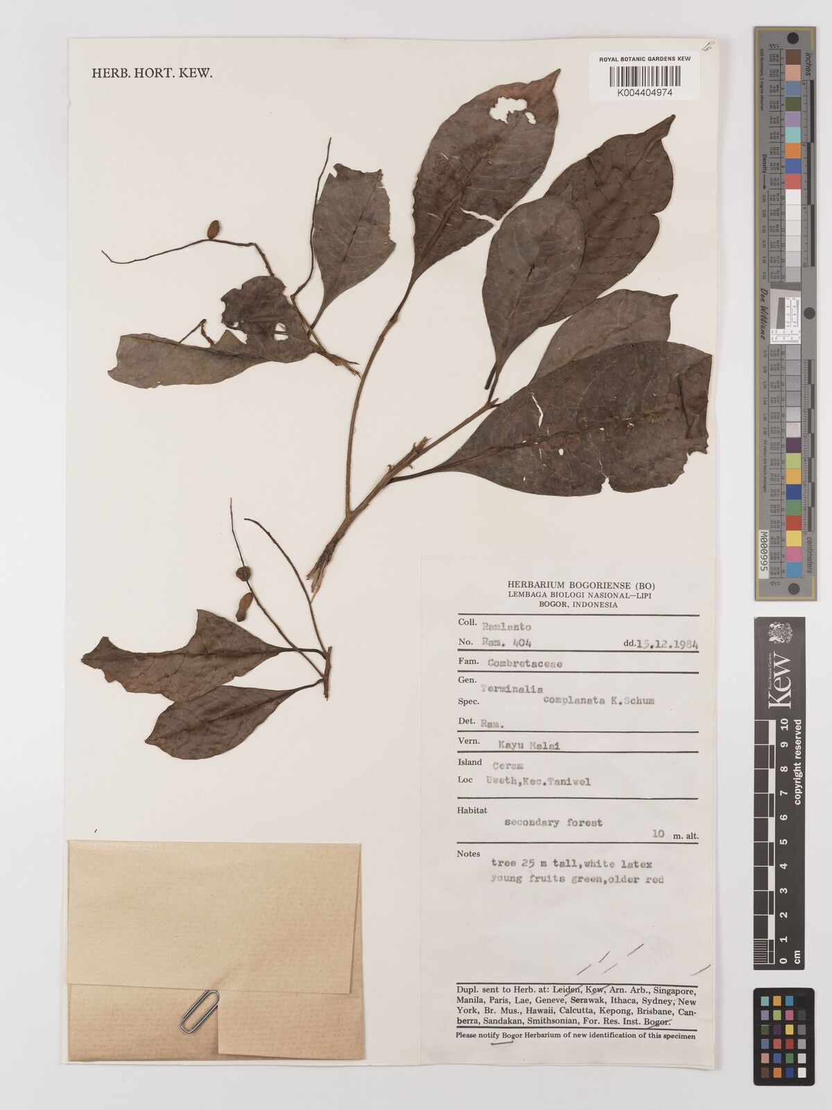Terminalia complanata K.Schum. | Plants of the World Online | Kew Science