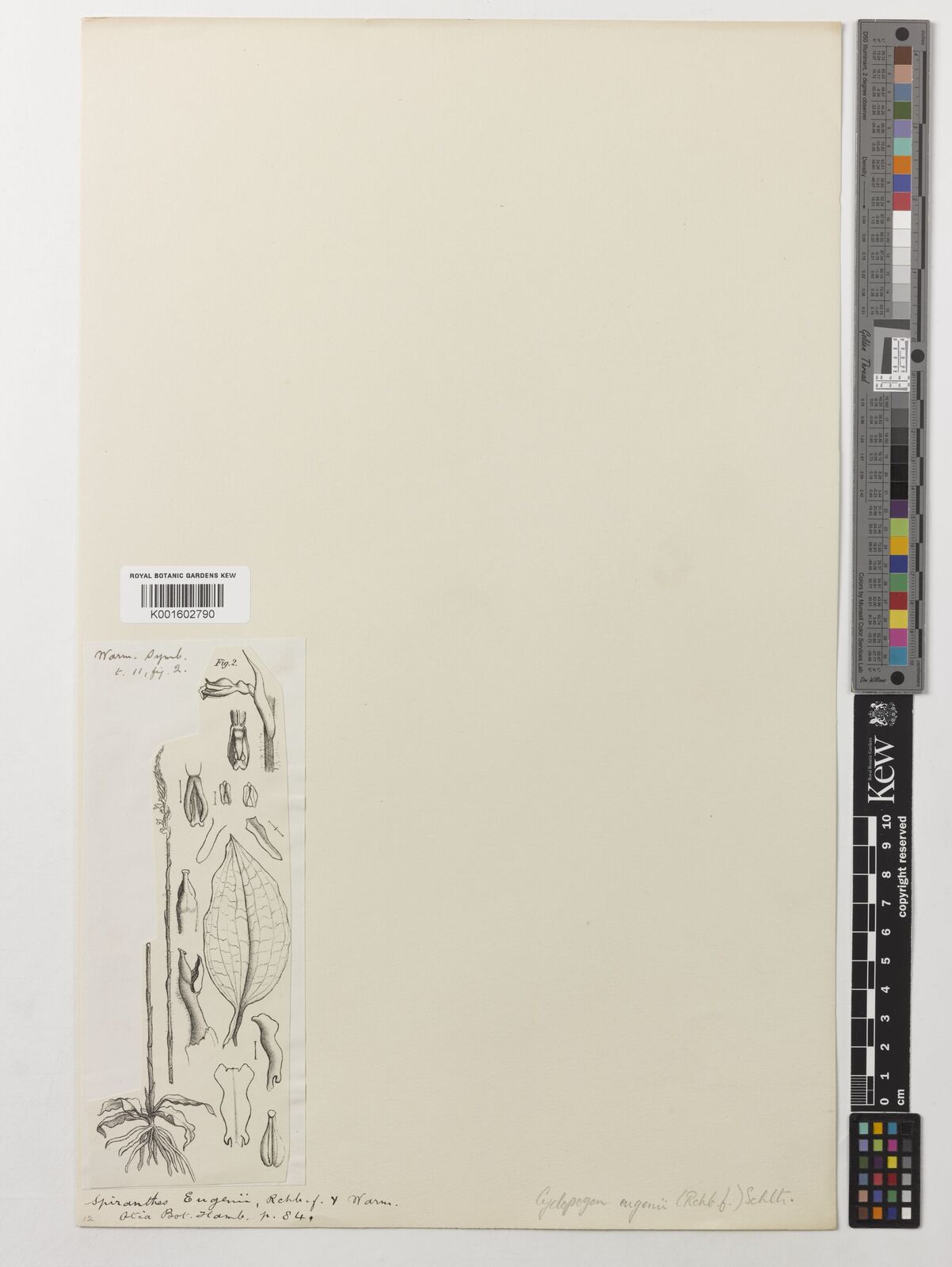 Cyclopogon eugenii (Rchb.f. & Warm.) Schltr. | Plants of the World ...