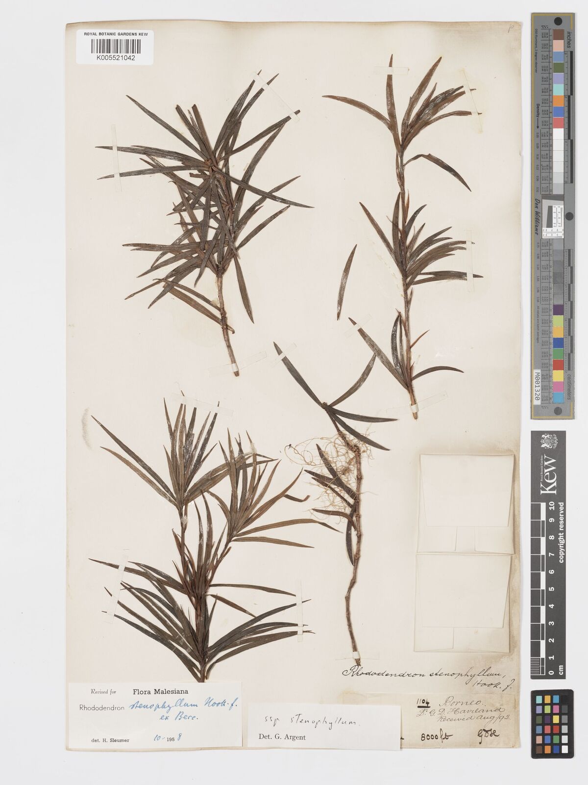 Rhododendron stenophyllum subsp. stenophyllum | Plants of the World ...