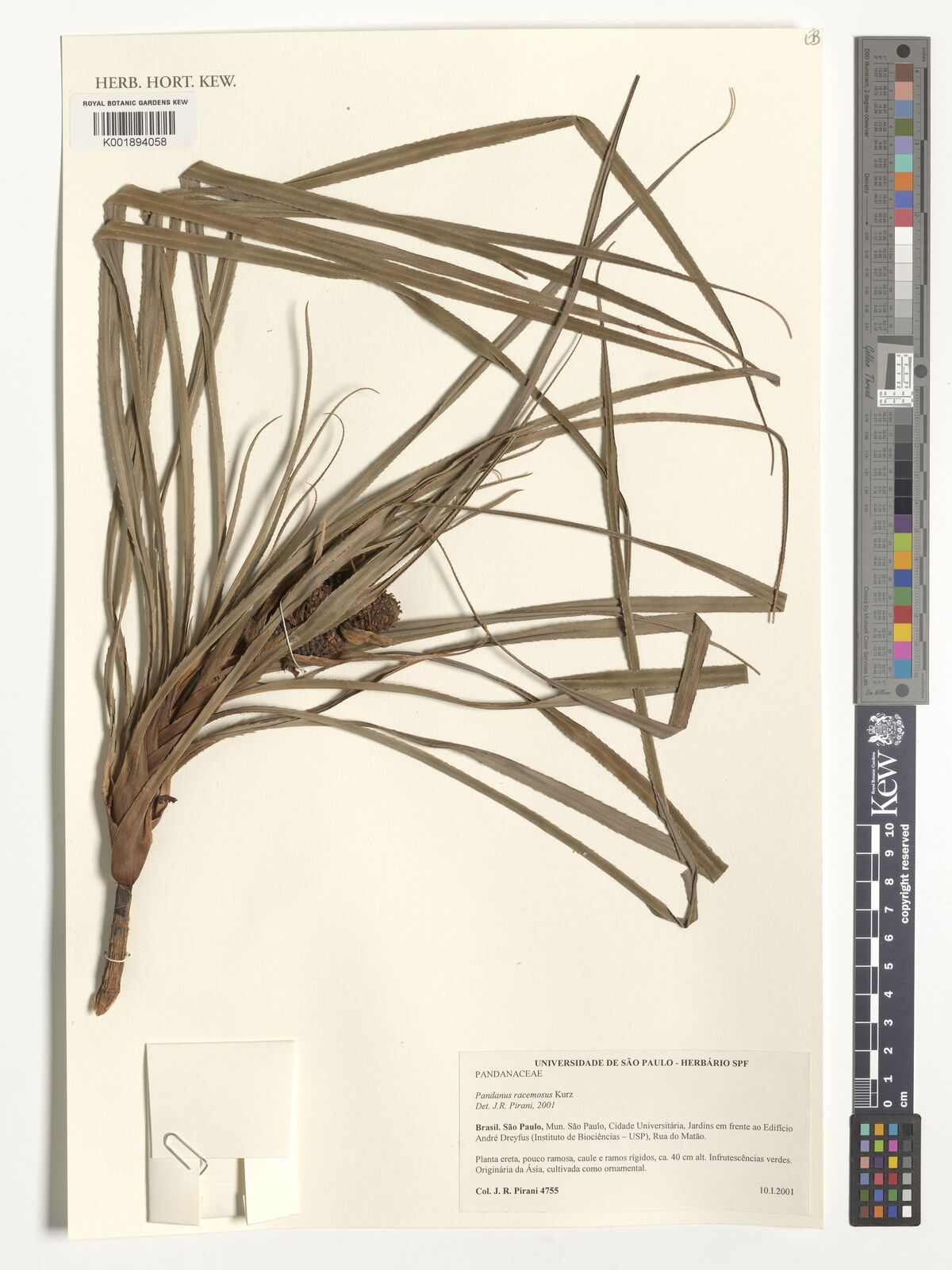 Pandanus pygmaeus Thouars | Plants of the World Online | Kew Science