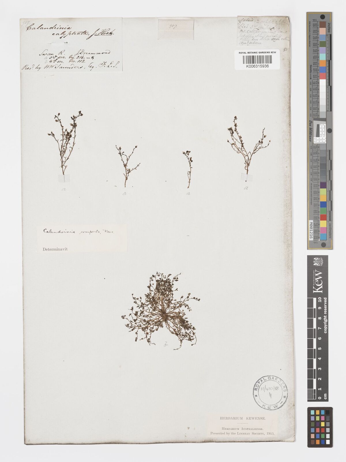 Parakeelya composita (Nees) Hershk. | Plants of the World Online | Kew ...