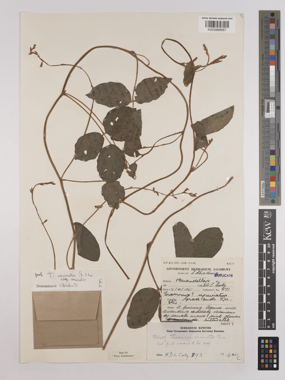 Teramnus uncinatus subsp. uncinatus | Plants of the World Online | Kew ...