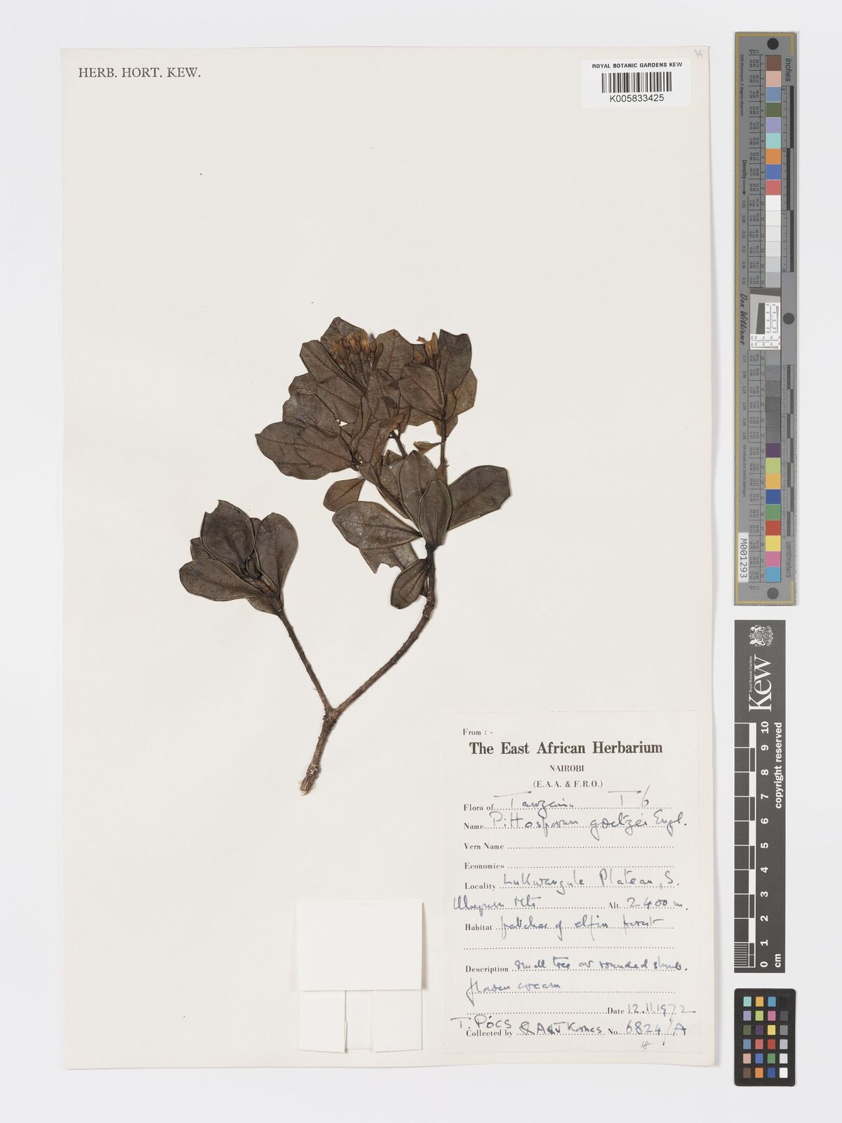 Pittosporum goetzei Engl. | Plants of the World Online | Kew Science