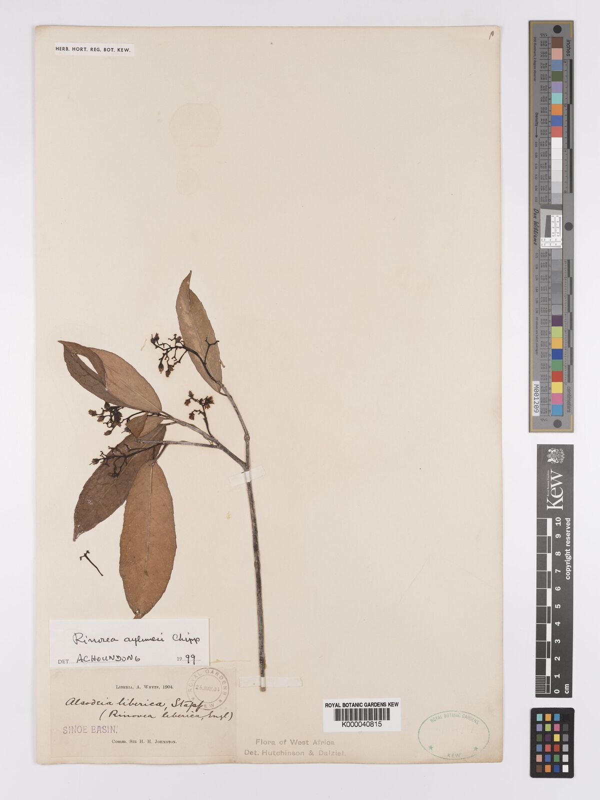 Rinorea aylmeri Chipp | Plants of the World Online | Kew Science