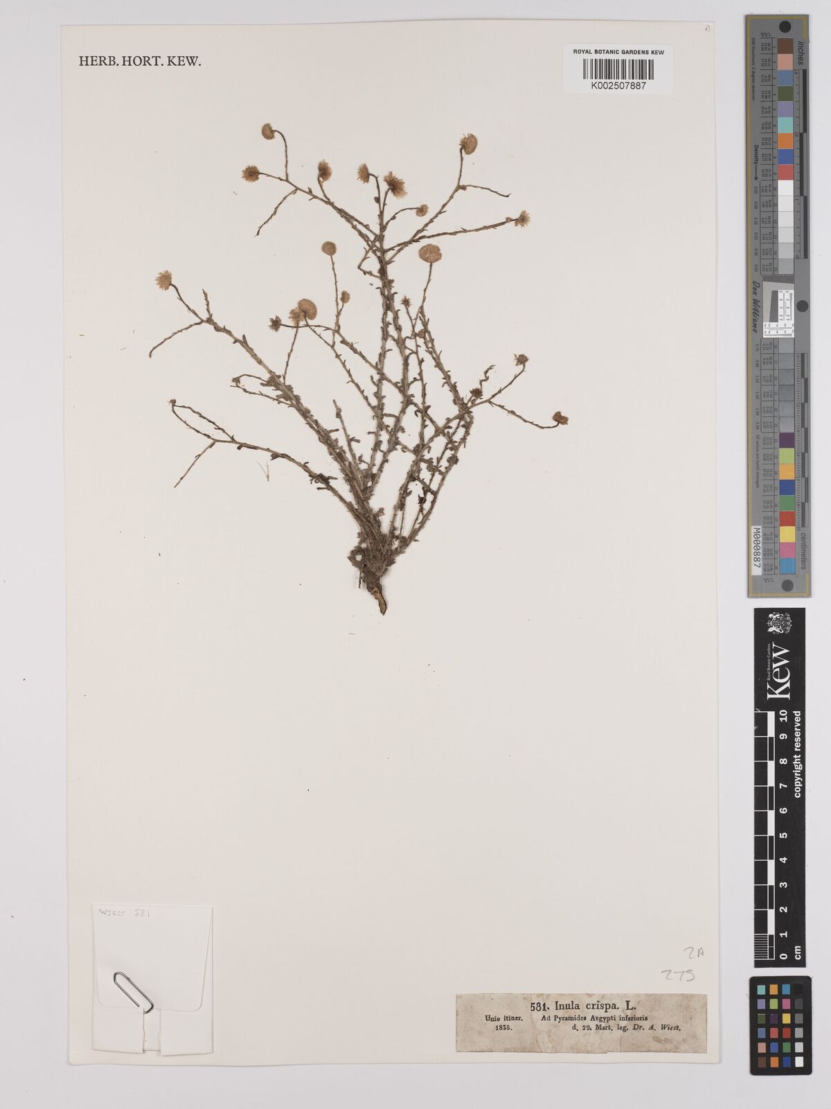 Pulicaria undulata subsp. undulata | Plants of the World Online | Kew ...