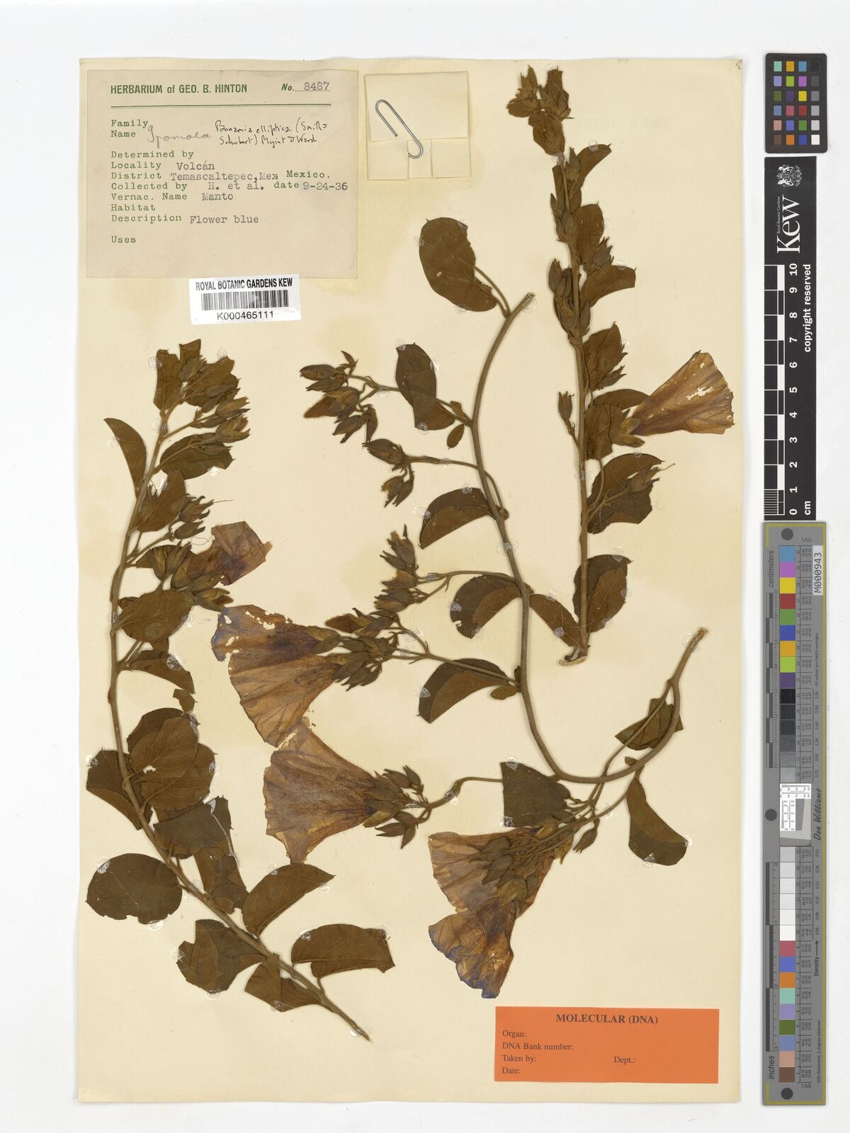 Bonamia elliptica (L.B.Sm. & B.G.Schub.) Myint & D.B.Ward | Plants of ...