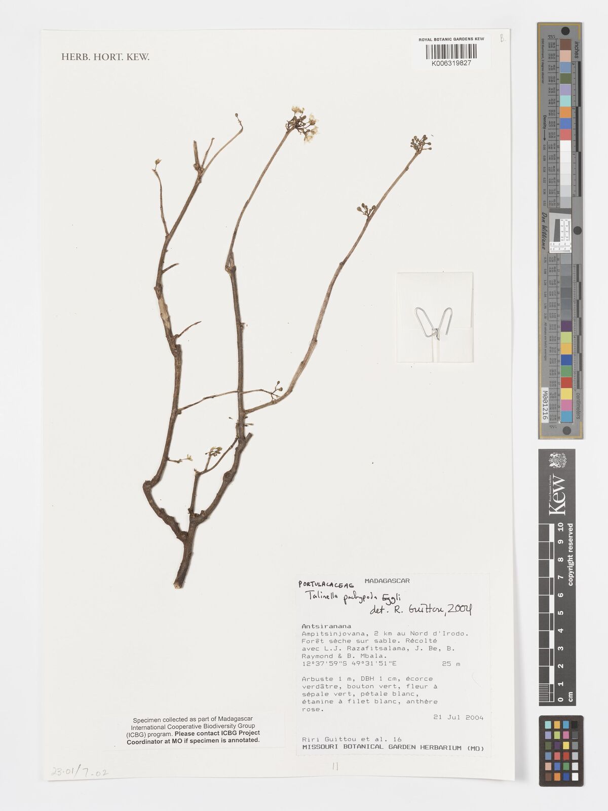 Talinum pachypodum (Eggli) Christenh. & Byng | Plants of the World ...