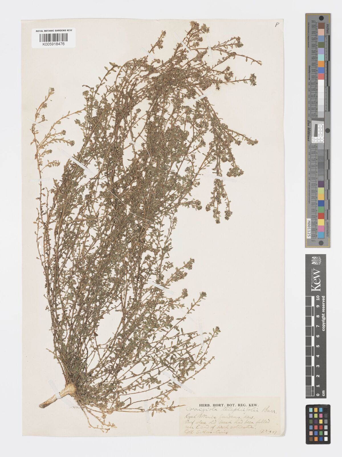 Corrigiola telephiifolia Pourr. | Plants of the World Online | Kew Science