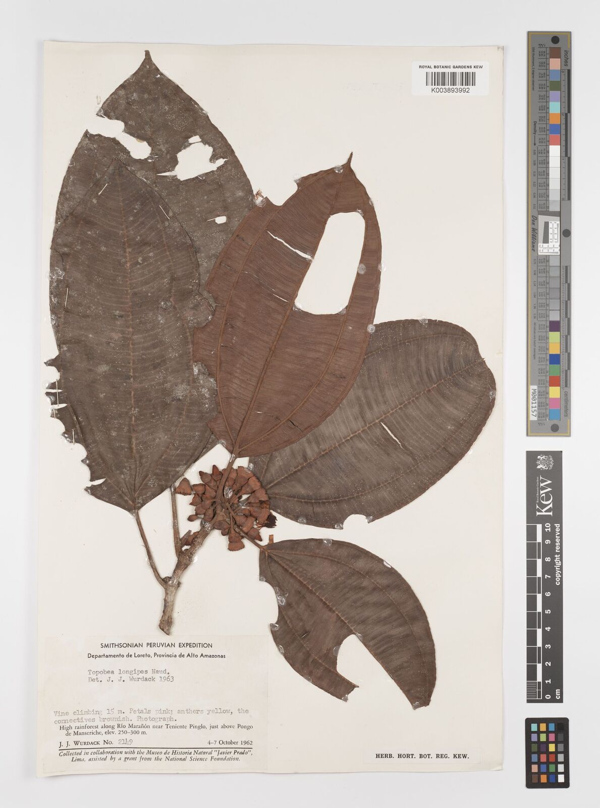 Blakea multiflora D.Don | Plants of the World Online | Kew Science