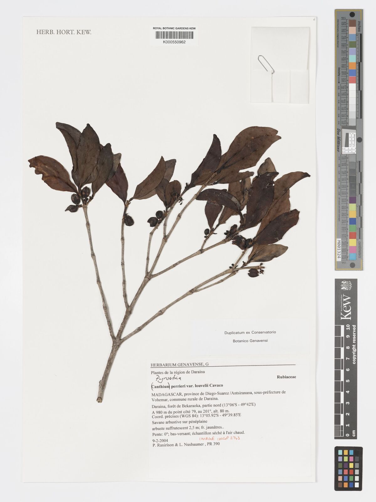 Pyrostria perrieri (Cavaco) Razafim., Lantz & B.Bremer | Plants of the ...