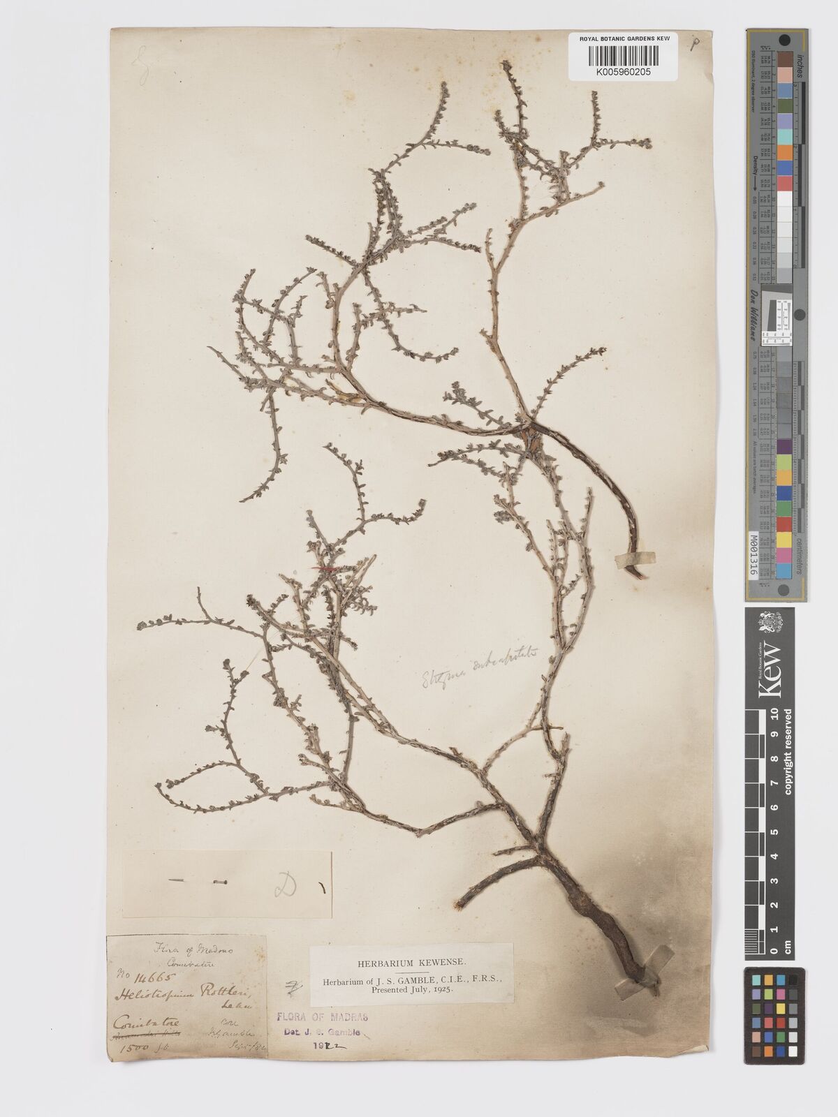 Euploca marifolia var. rottleri (Lehm.) Ancy & P.Javad | Plants of the ...