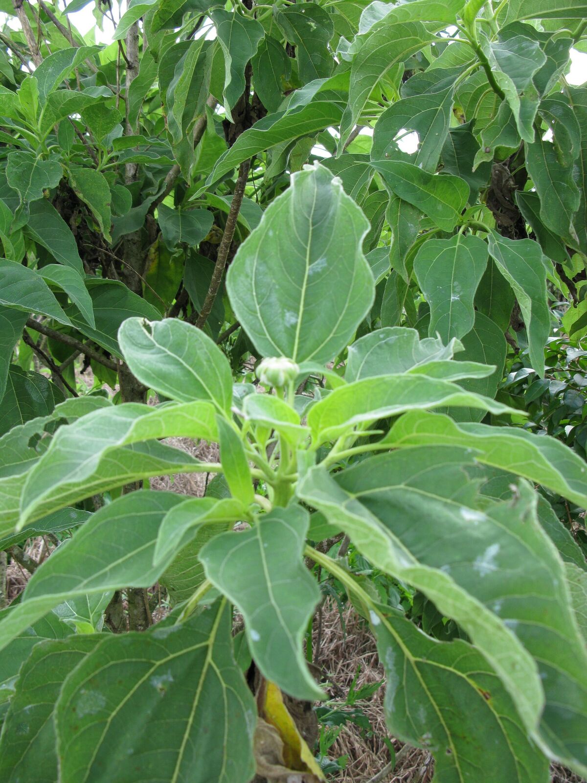 Scalesia Arn. | Plants of the World Online | Kew Science