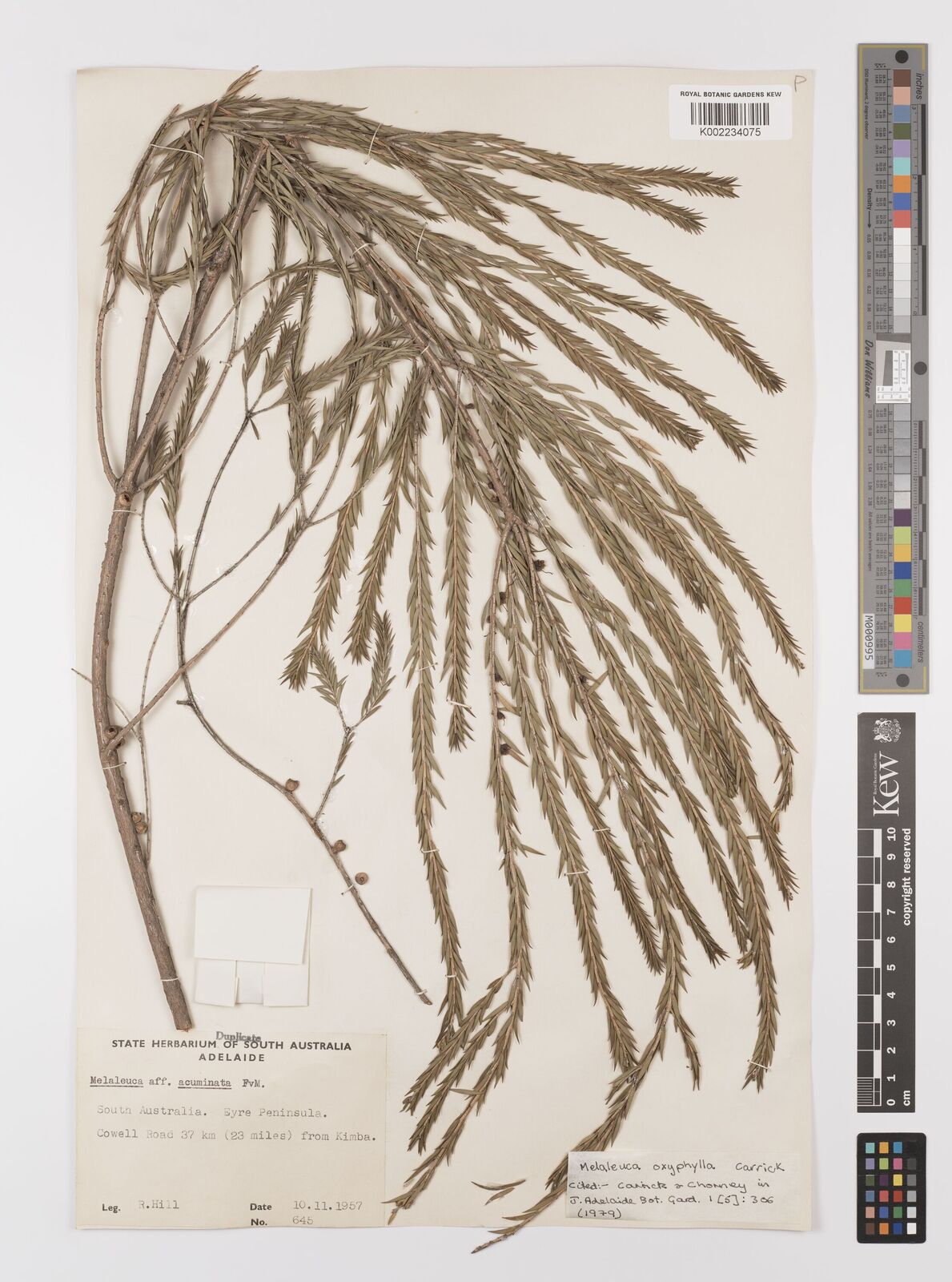 Melaleuca oxyphylla Carrick | Plants of the World Online | Kew Science