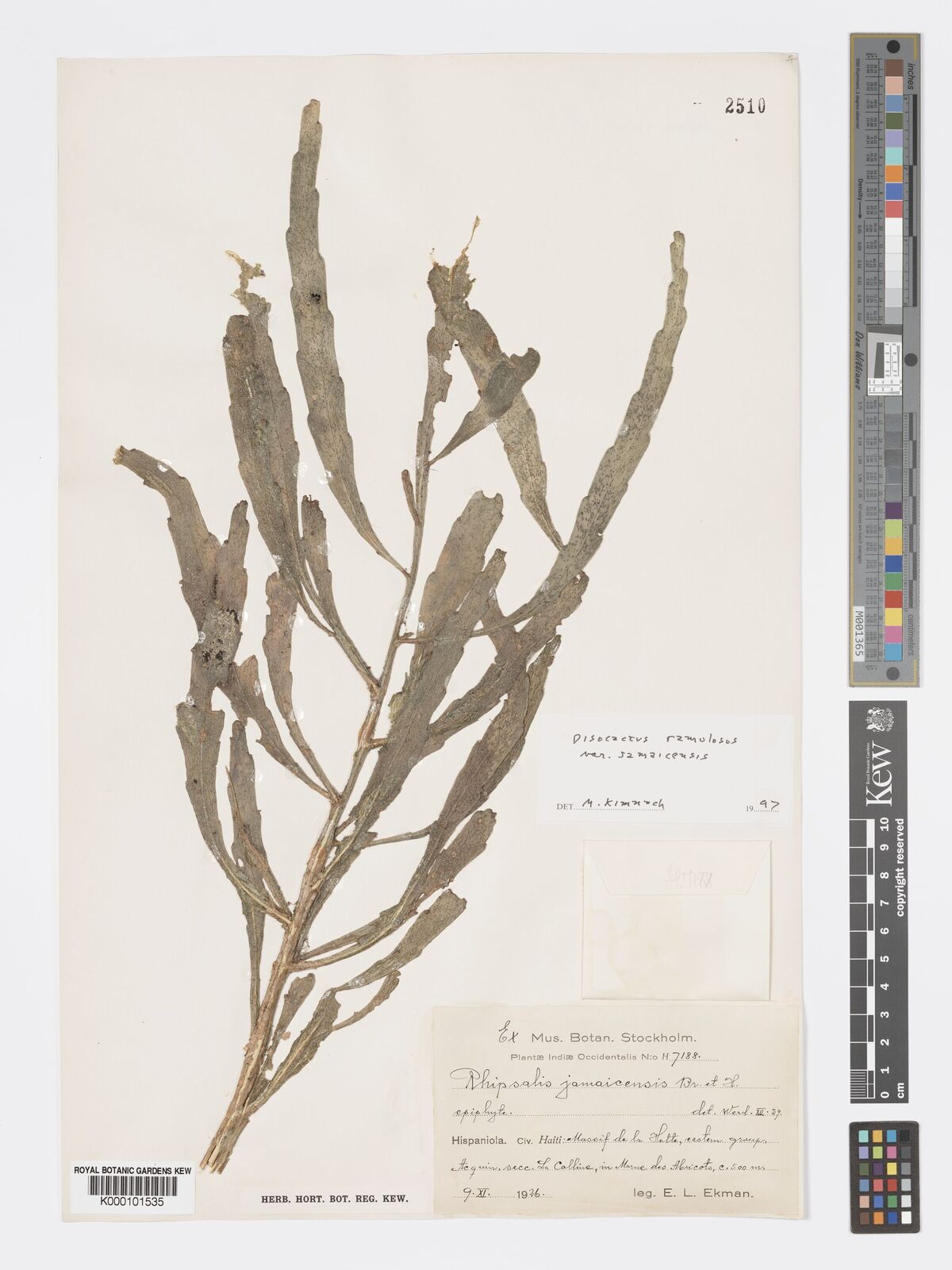 Kimnachia ramulosa subsp. jamaicensis (Britton & Harris) S.Arias & N ...