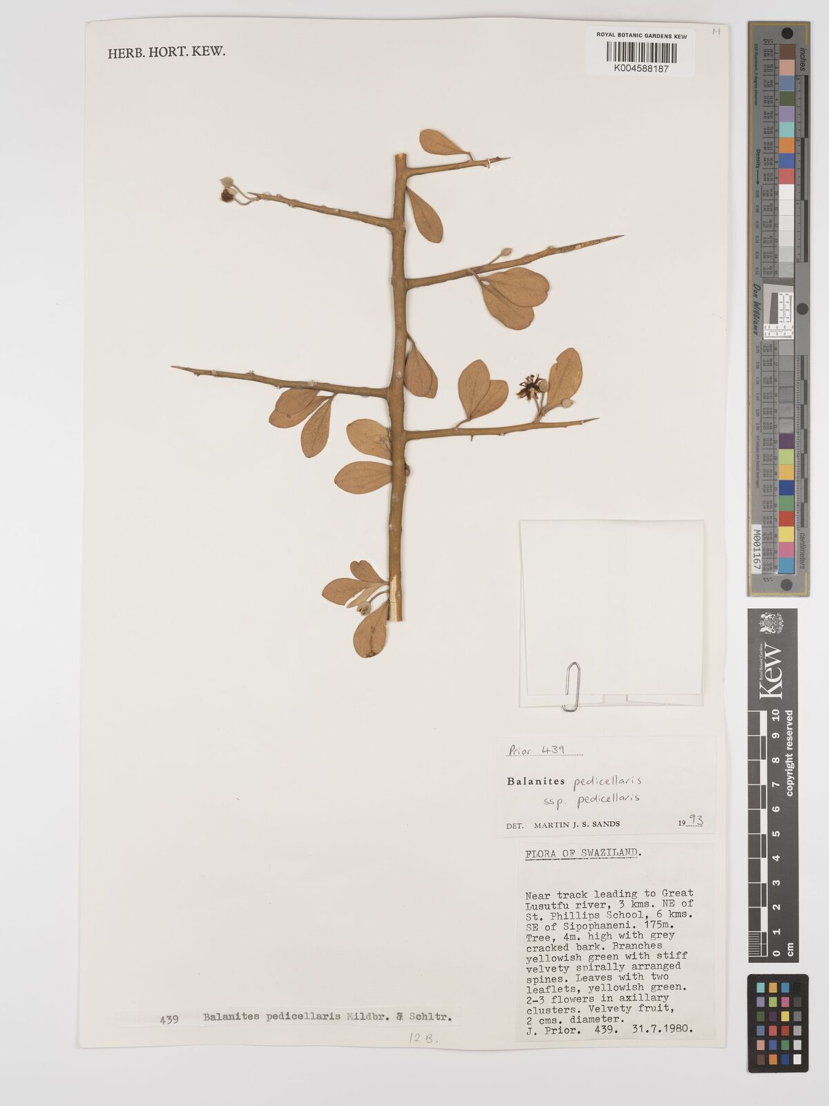 Balanites pedicellaris Mildbr. & Schltr. | Plants of the World Online ...