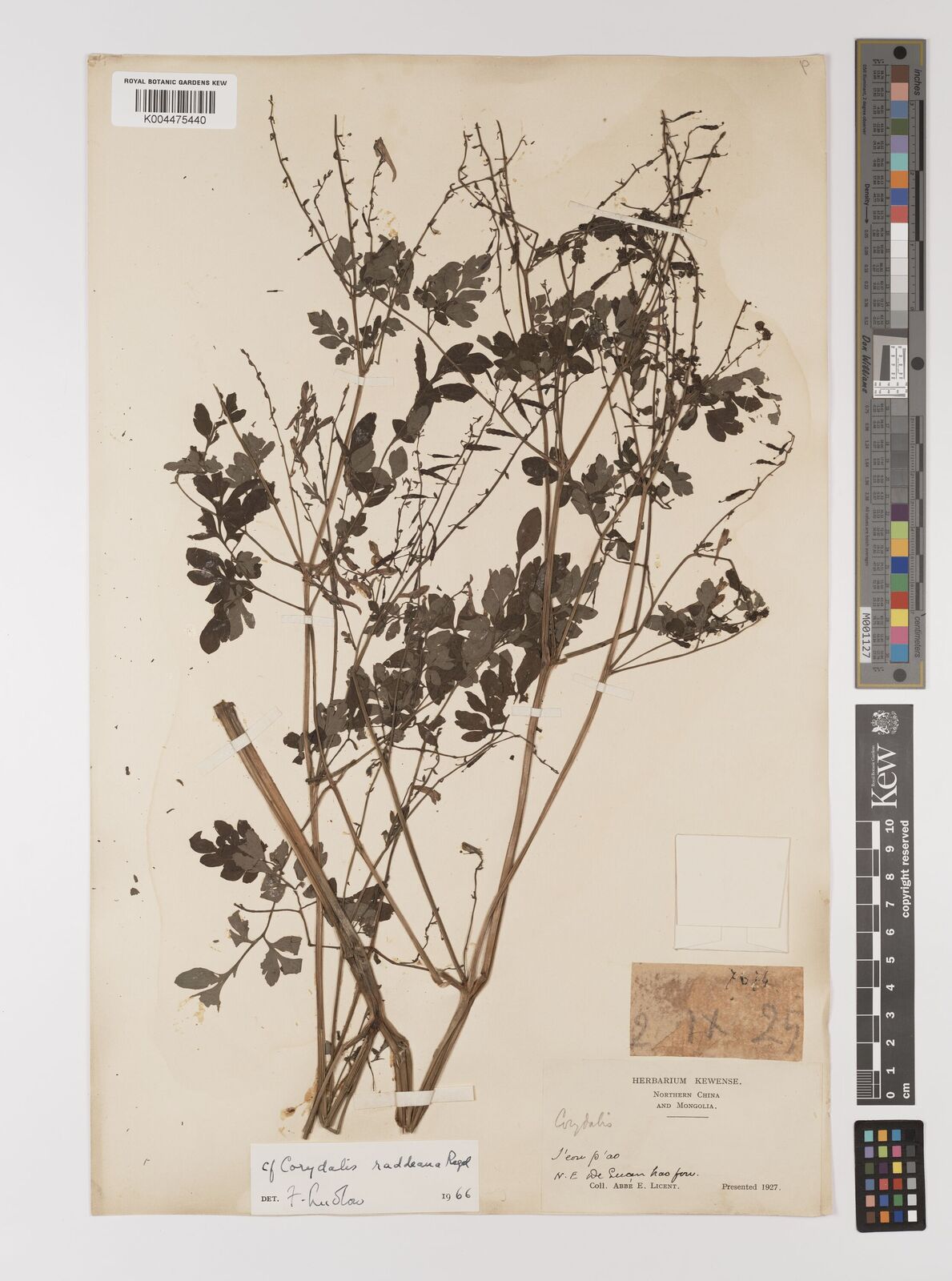 Corydalis raddeana Regel | Plants of the World Online | Kew Science