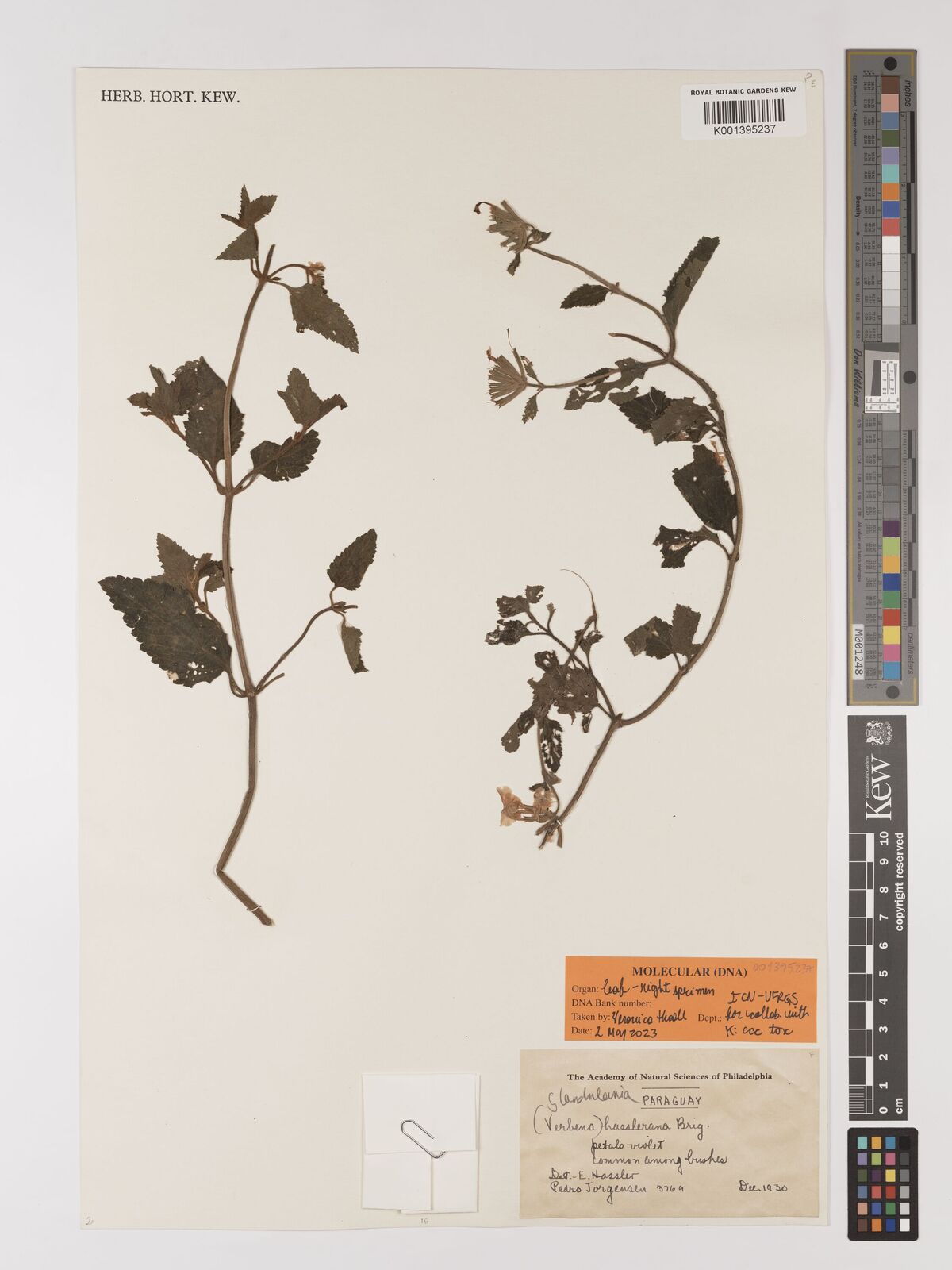 Glandularia hassleriana (Briq.) Tronc. | Plants of the World Online ...