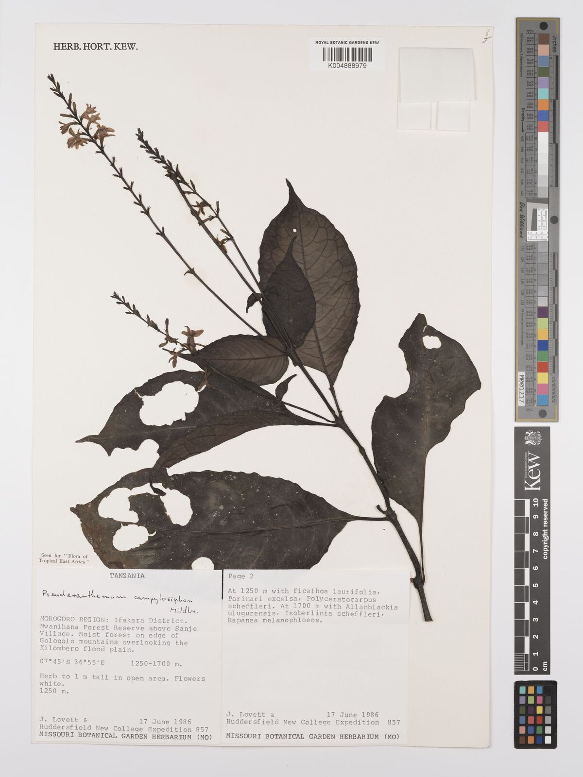 Pseuderanthemum campylosiphon Mildbr. | Plants of the World Online ...