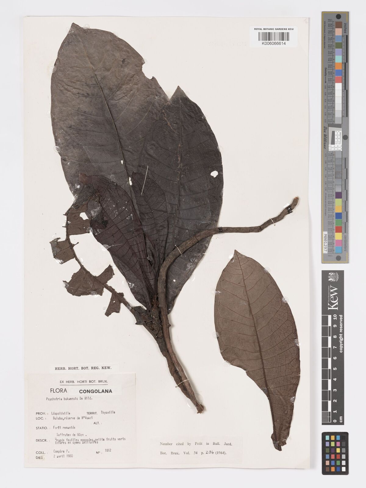 Psychotria bukaensis De Wild. | Plants of the World Online | Kew Science
