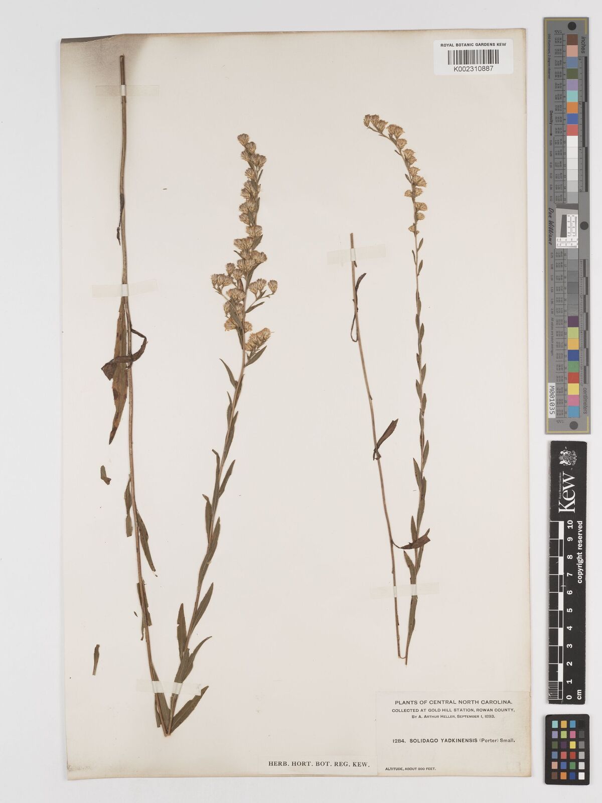 Solidago arguta var. arguta | Plants of the World Online | Kew Science