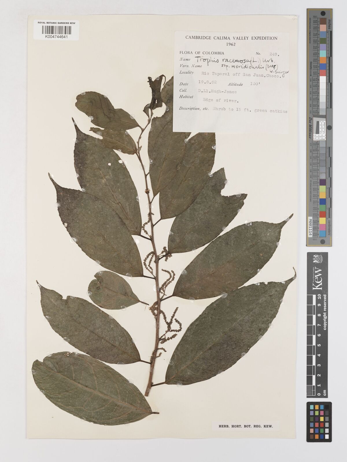 Trophis racemosa (L.) Urb. | Plants of the World Online | Kew Science