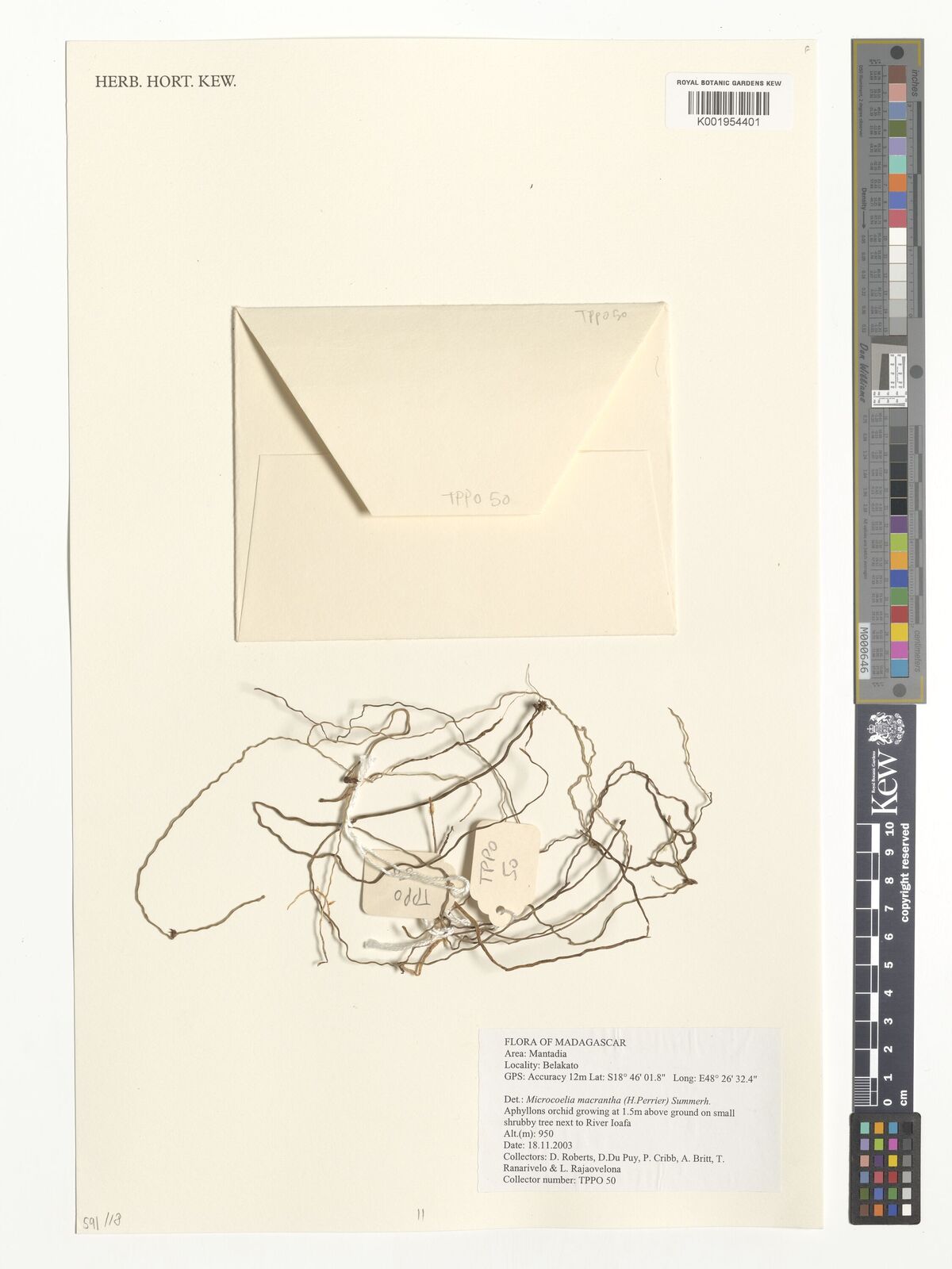 Microcoelia macrantha (H.Perrier) Summerh. | Plants of the World Online ...