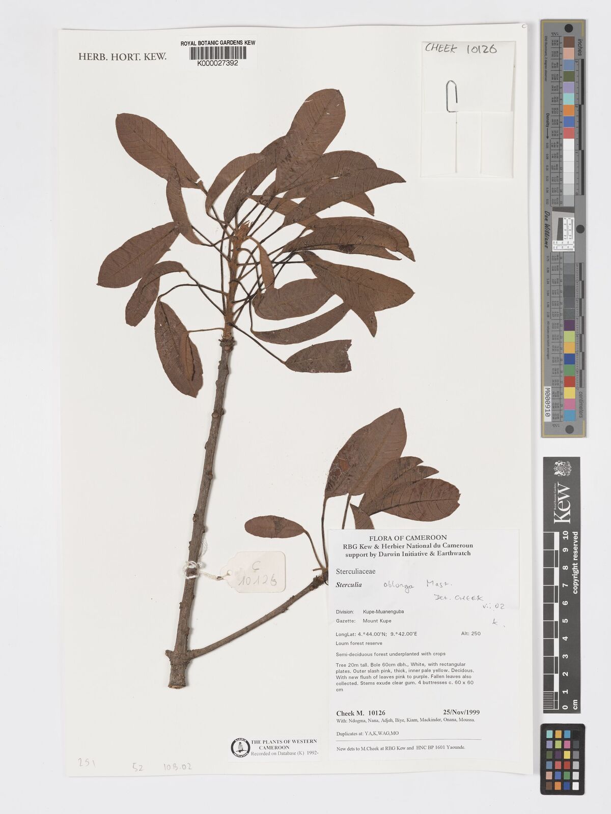 Sterculia oblonga Mast. | Plants of the World Online | Kew Science