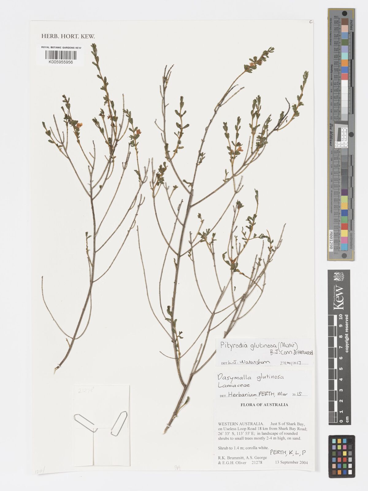 Dasymalla glutinosa (Munir) B.J.Conn & Henwood | Plants of the World ...