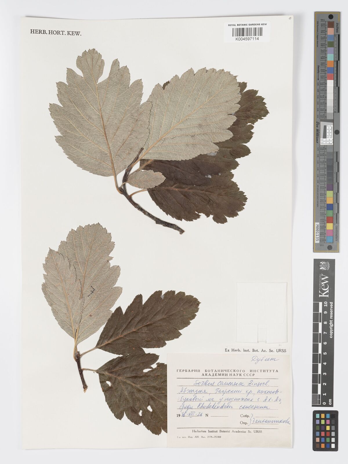 Hedlundia armeniaca (Hedl.) Mezhenskyj | Plants of the World Online ...